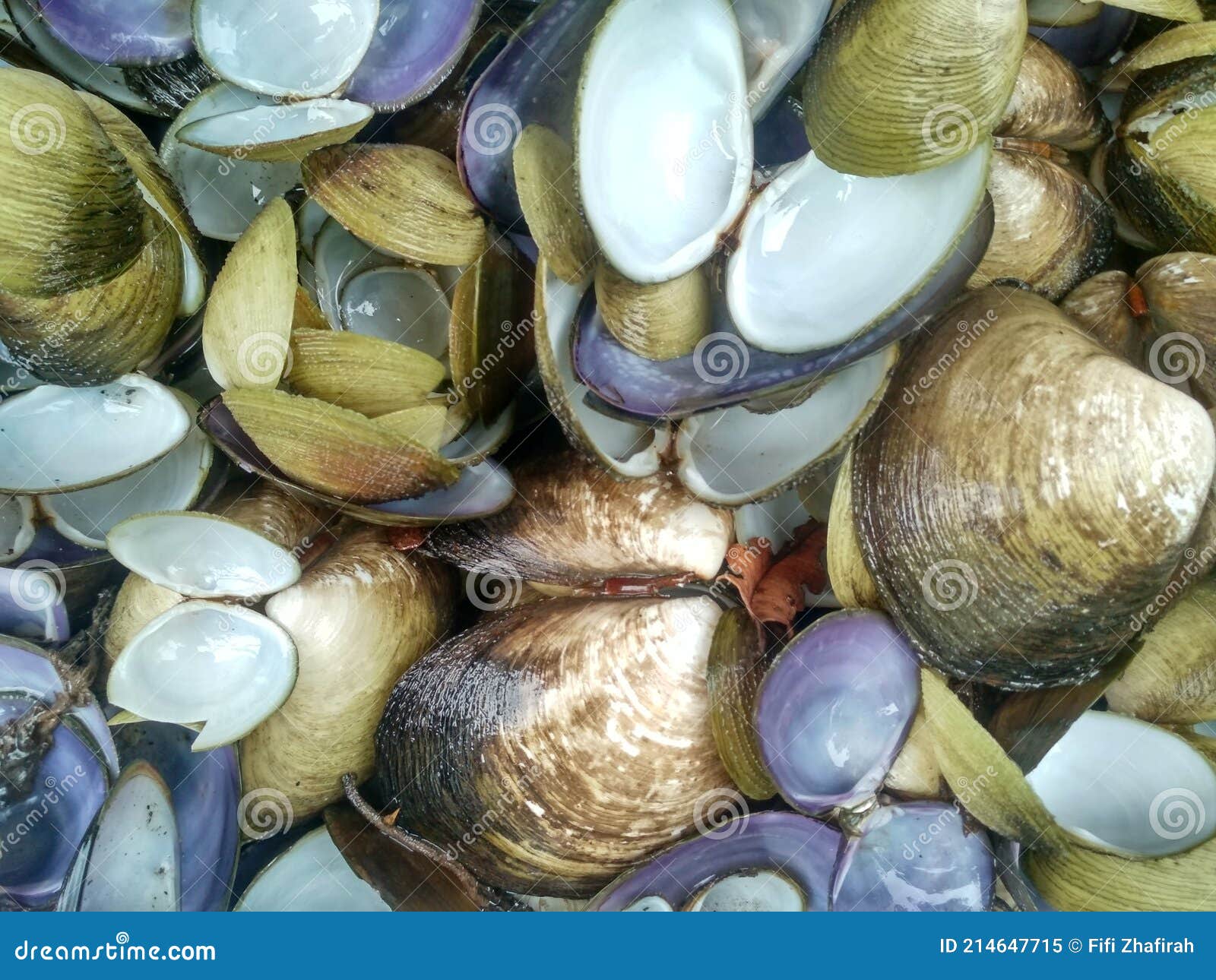 Empty shells stock image. Image of dish, vegetable, plant - 214647715