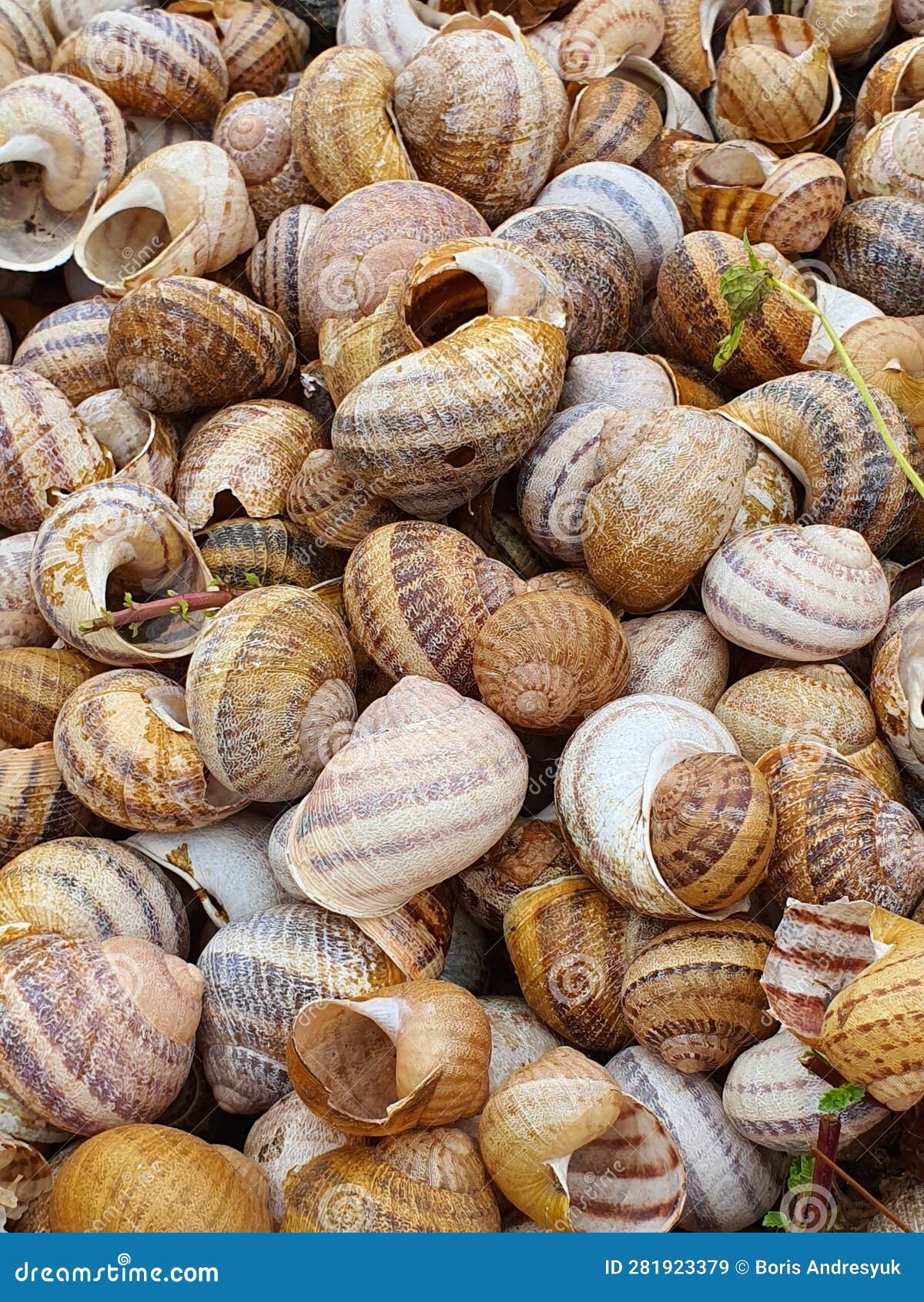 Texture of Empty Snail Shells Lying Scattered Stock Image - Image of ...