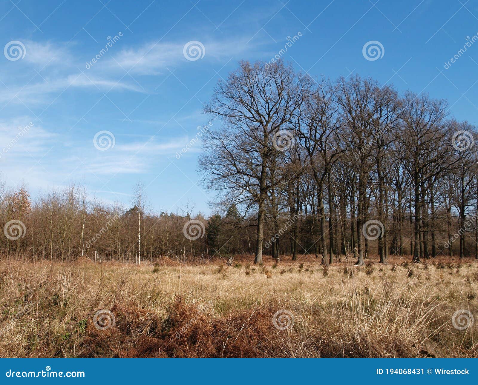 Empty Clearing in the Forest in Early Springtime Stock Image - Image of ...