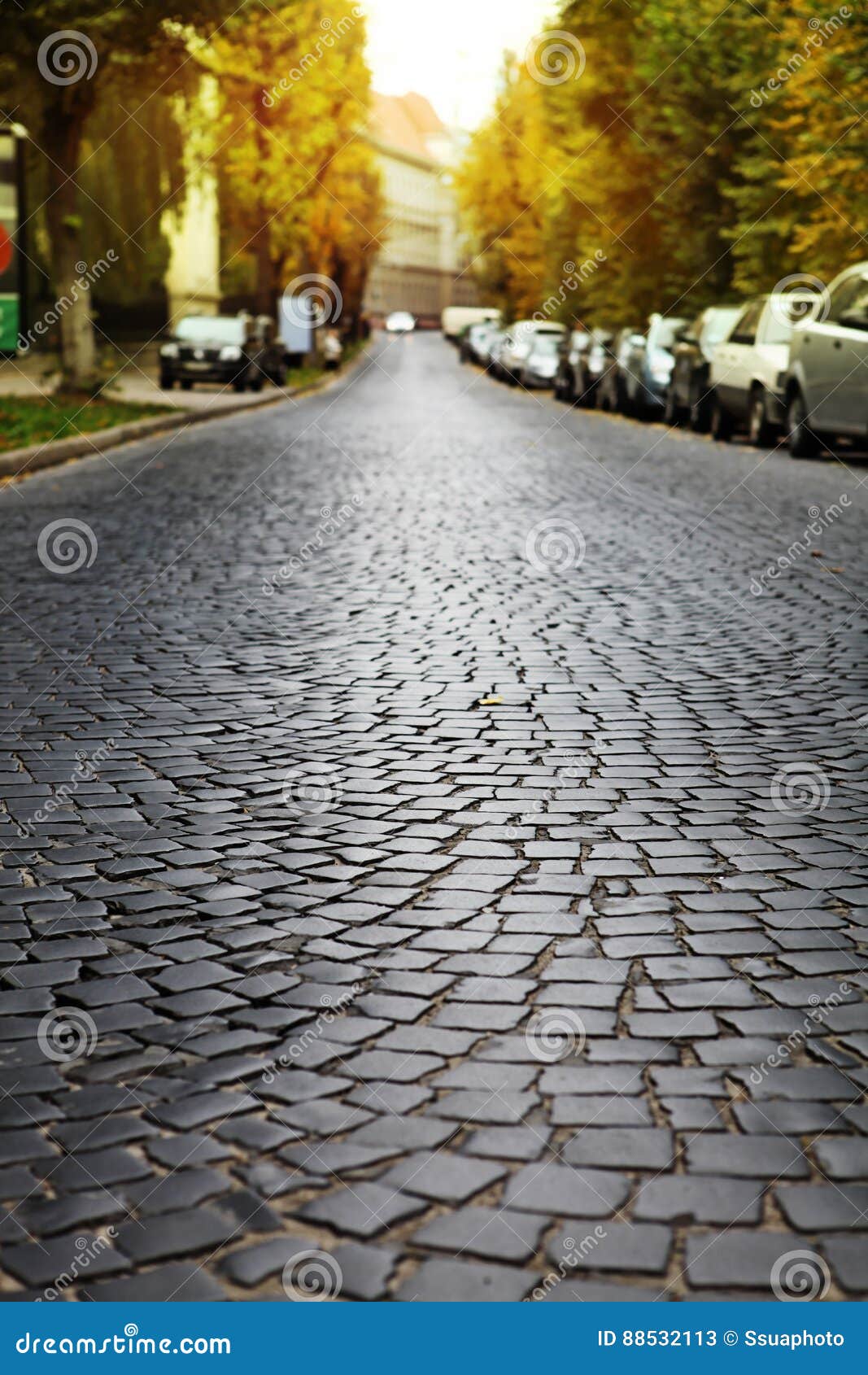 Empty Cobblestone Path, Track, Trail Or Pathway Through The Trees And ...