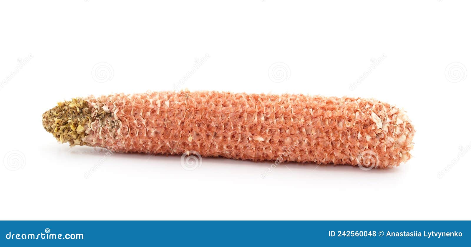 Empty cobs with corn stock photo. Image of isolated - 242560048
