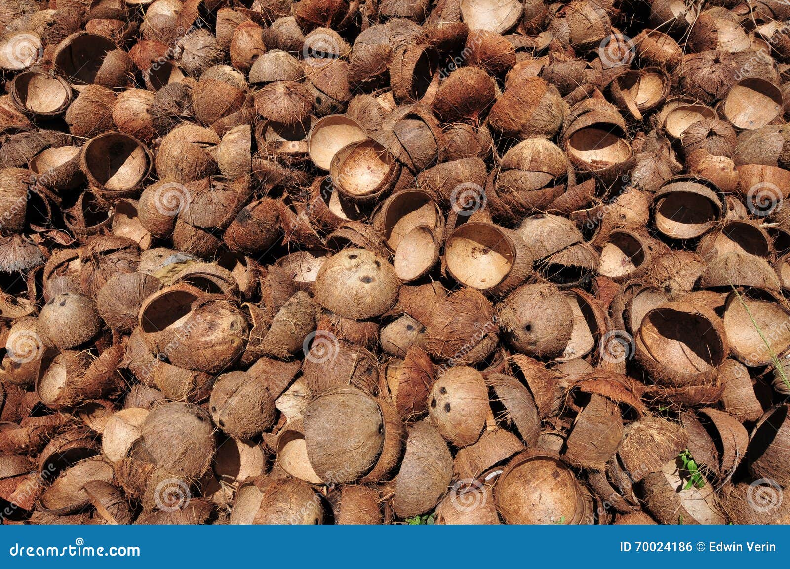 Empty coconut shells stock photo. Image of open, fibrous - 70024186