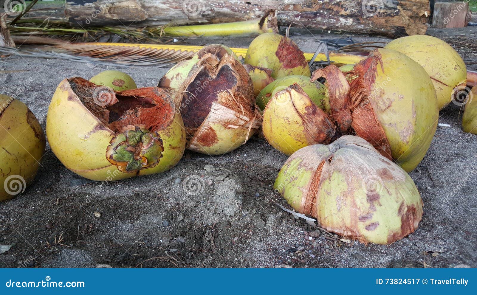 Empty Coconuts at the Beach Stock Image - Image of rica, closeup: 73824517