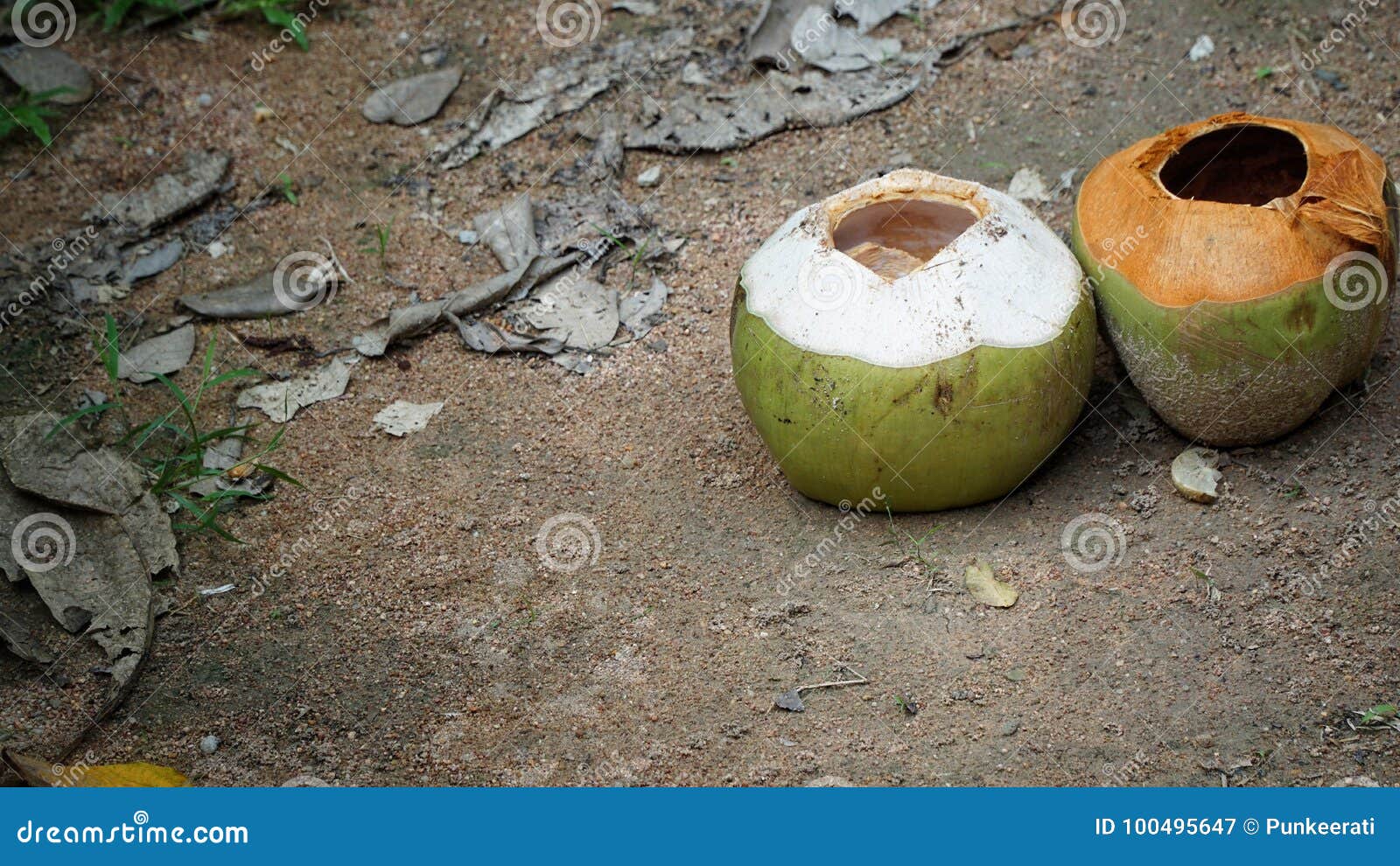 Empty coconuts stock image. Image of floor, dust, rock - 100495647