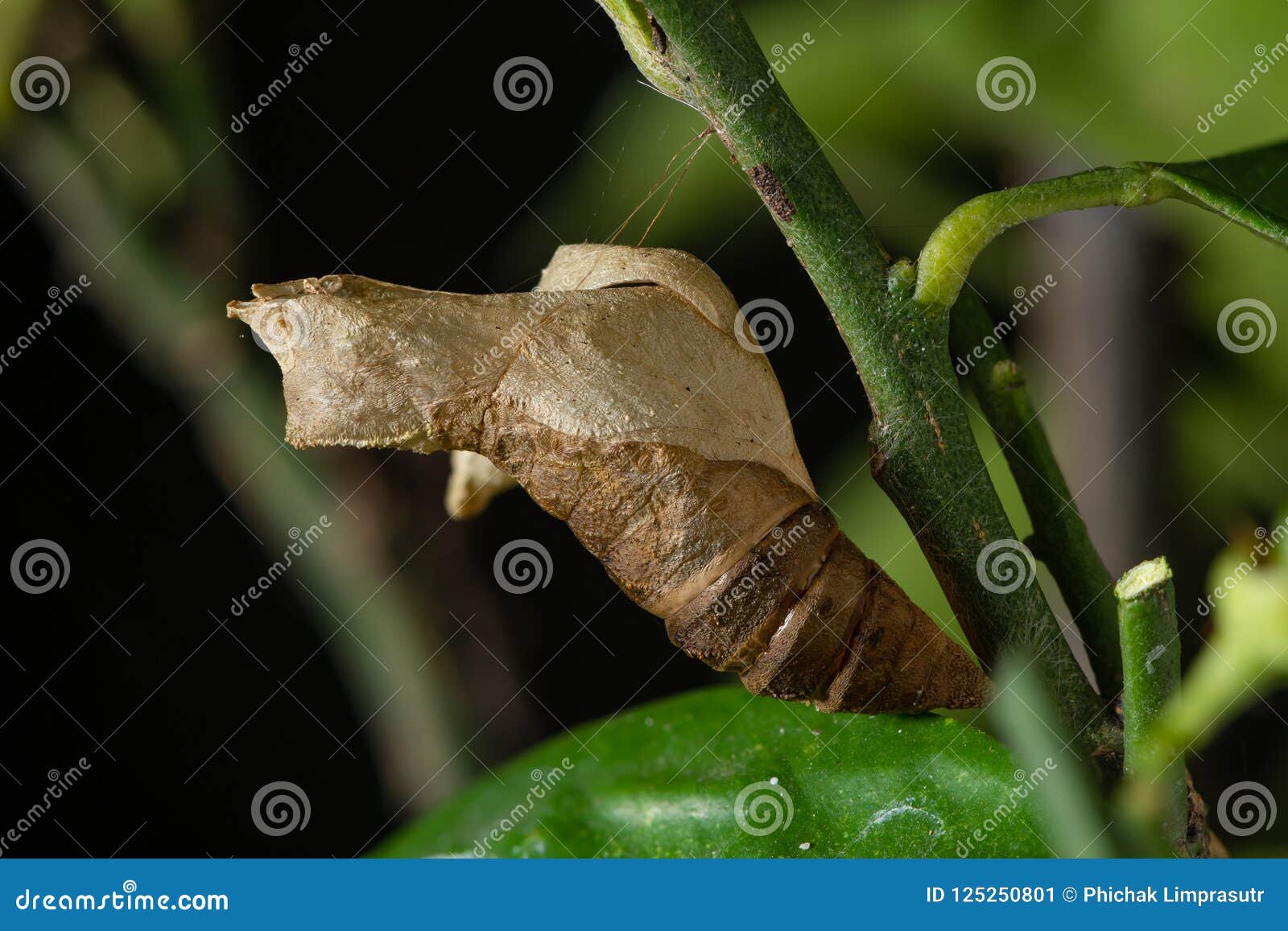 Cocoon And The Empty Chrysalis Of Butterfly Stock Photography ...