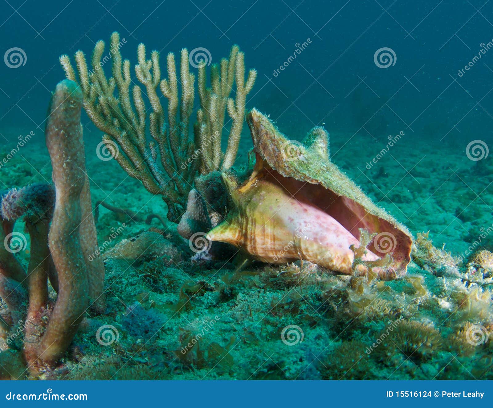 Empty Conch Shell on the Bottom Stock Photo - Image of blue, gorgonian ...