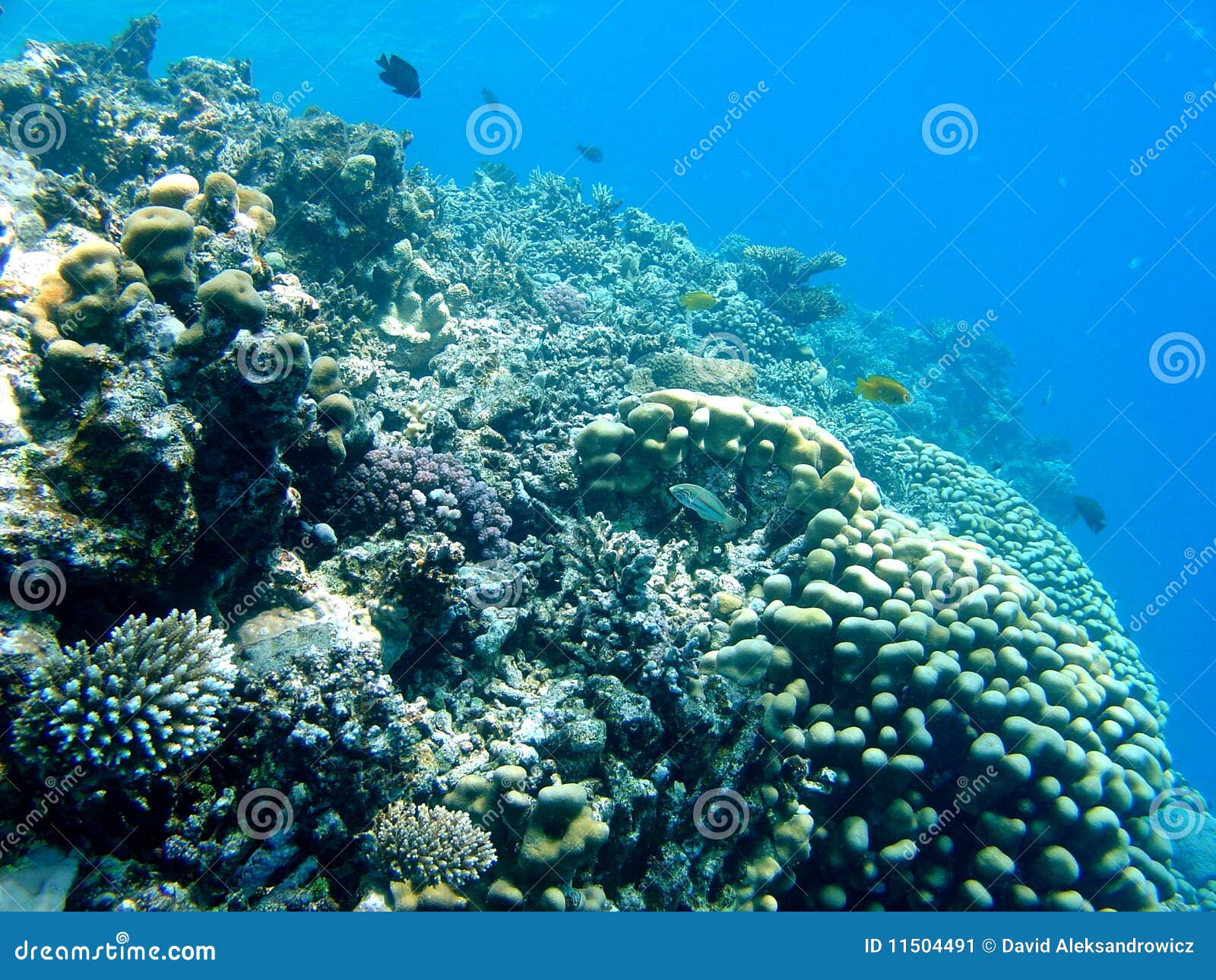 Empty coral reef stock image. Image of egypt, marine - 11504491