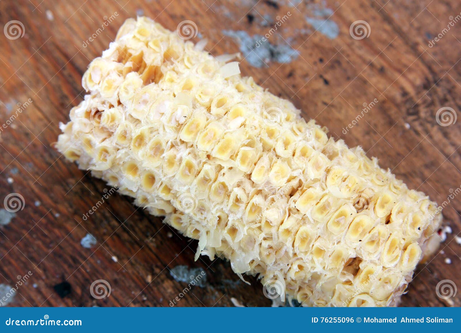 Big Empty Corn Field With Little Forest Royalty-Free Stock Photo ...