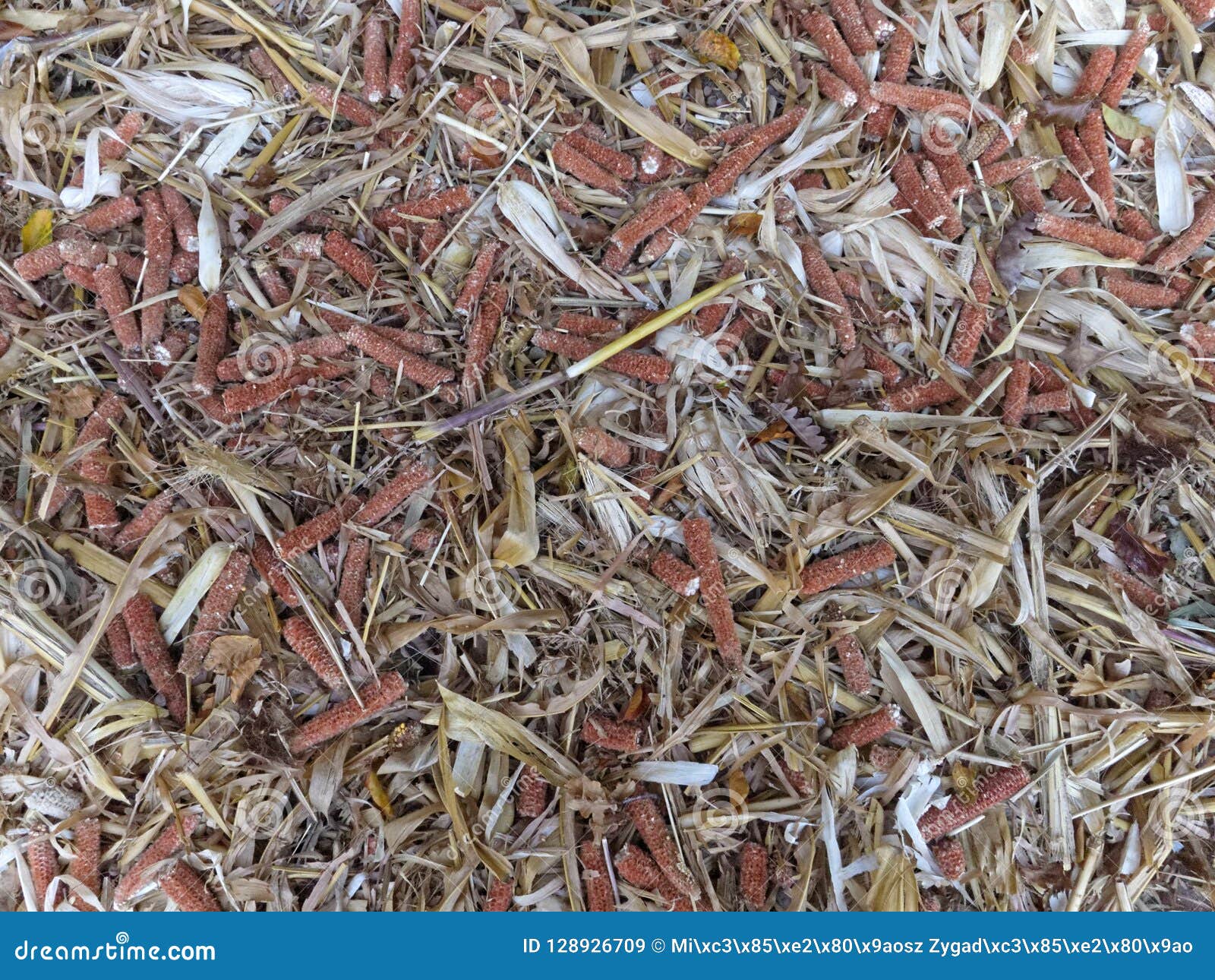 Empty corn field. stock image. Image of corn, autumn - 128926709
