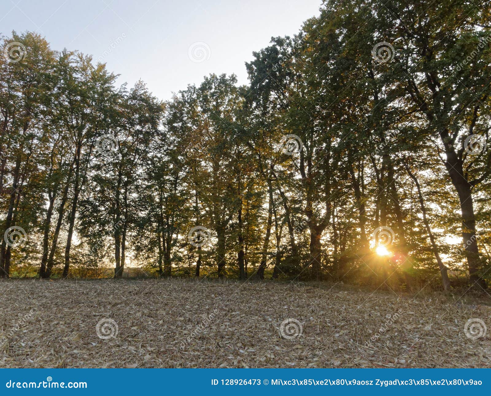 Empty Corn Field on the Sunset. Stock Image - Image of normal, autumn ...