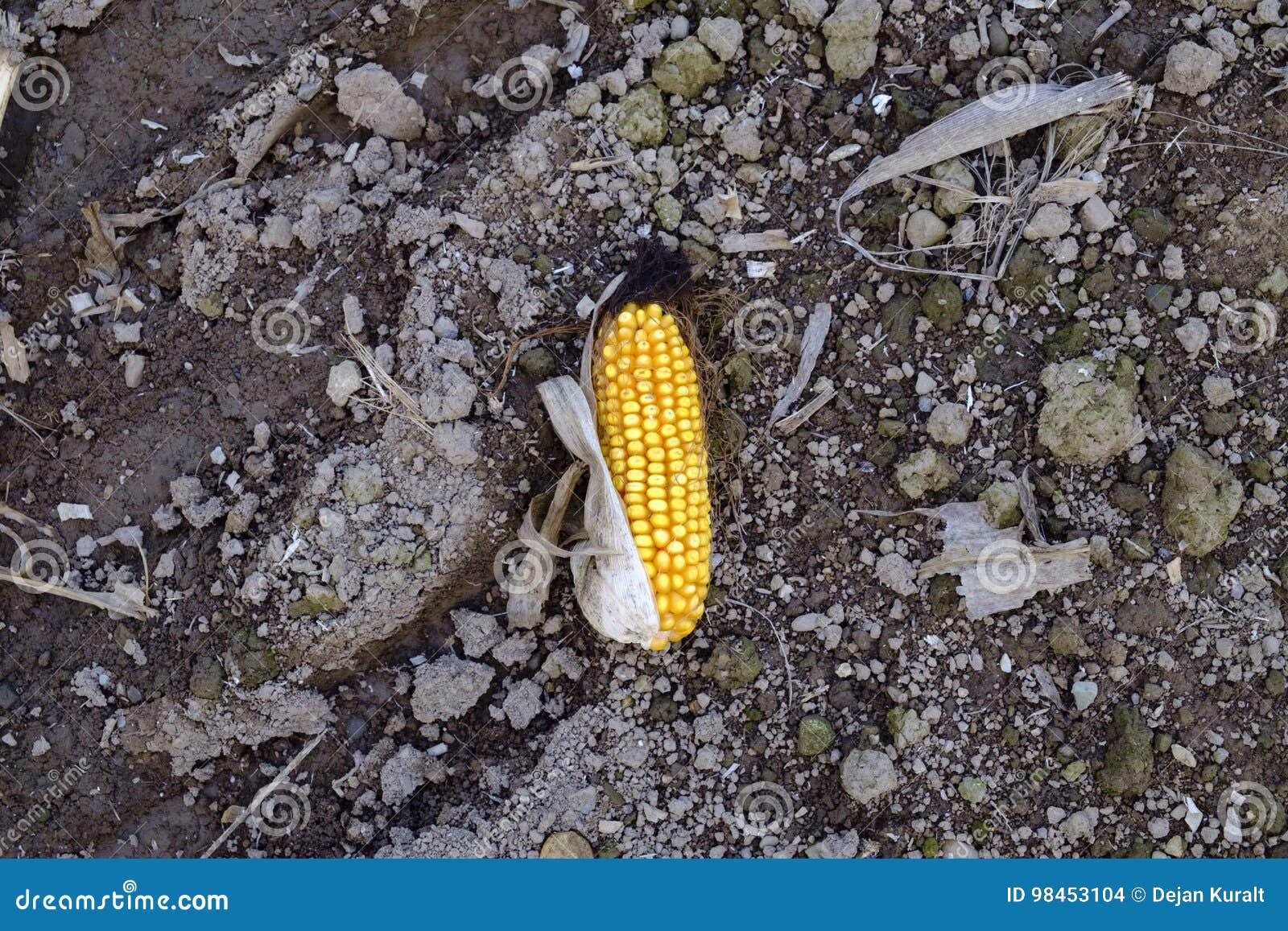 Empty corn fields stock photo. Image of land, empty, farmland - 98453104