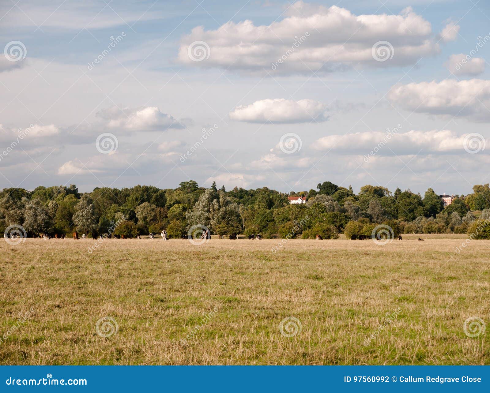 An Empty Country Field of Grass with a Cloudy Blue Sky Above and Stock ...