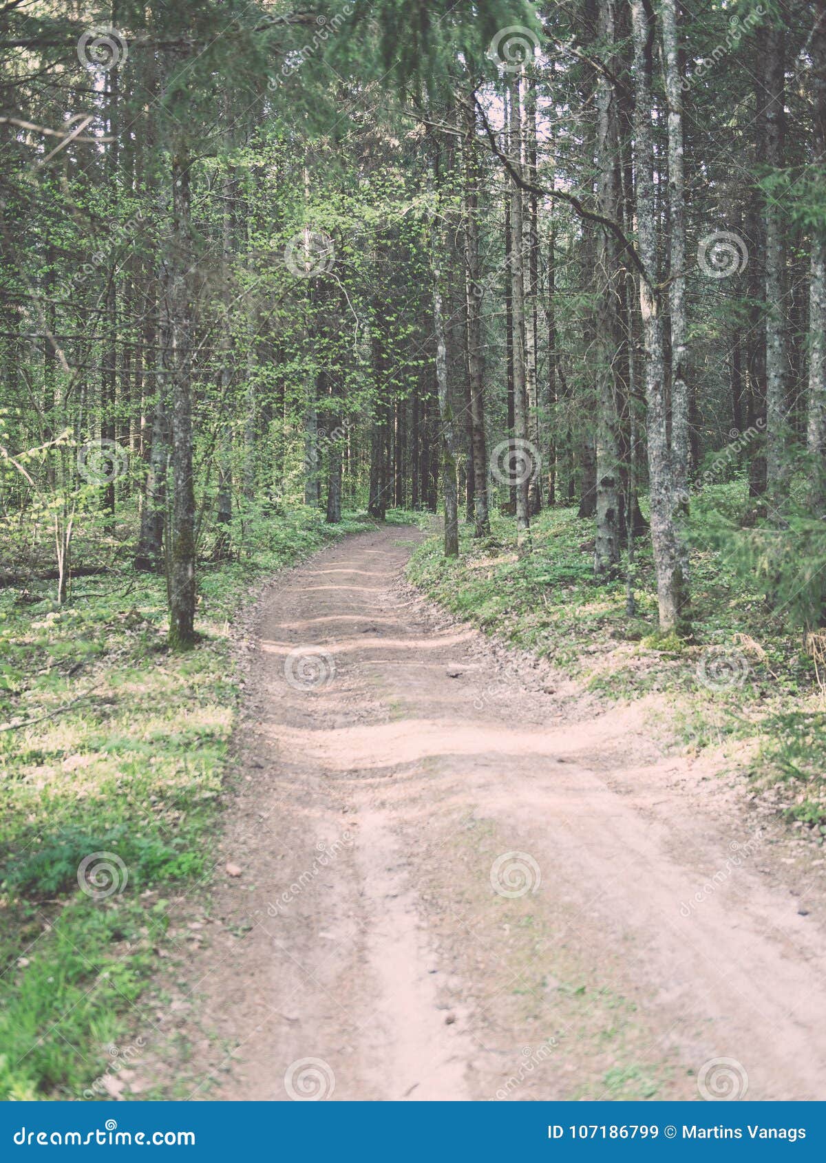 Empty Country Road in Forest - Retro Vintage Effect Stock Image - Image ...