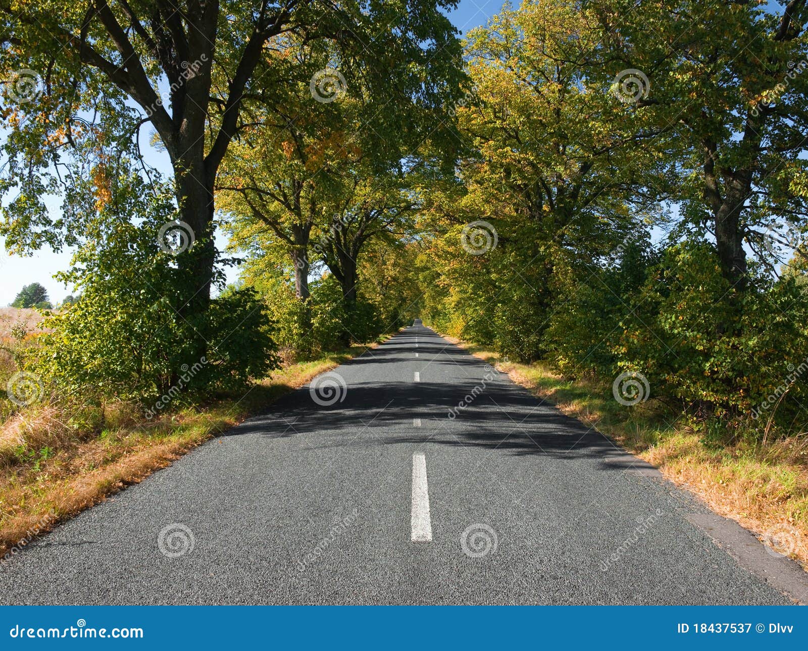 Empty Countryside Road with Autumn Trees Stock Image - Image of line ...