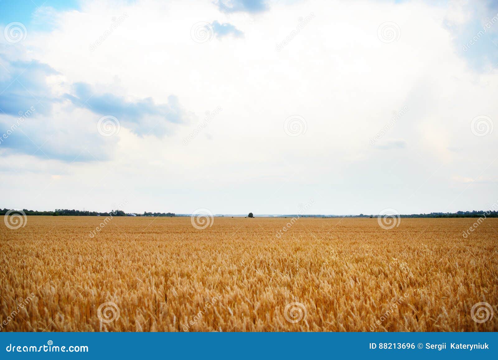 Empty Countryside Road through Fields with Wheat Stock Photo - Image of ...