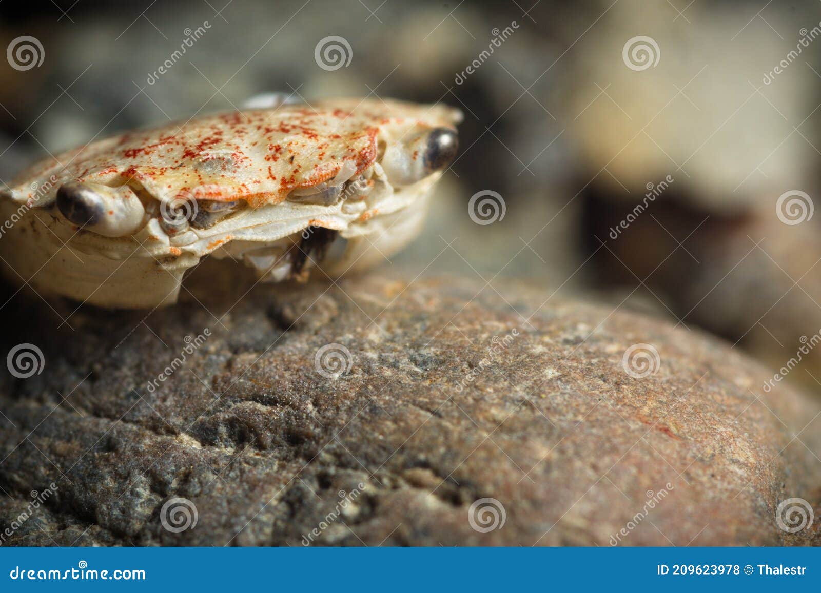Empty Crab Shell Carapace on Rock Stock Photo - Image of shore, wild ...