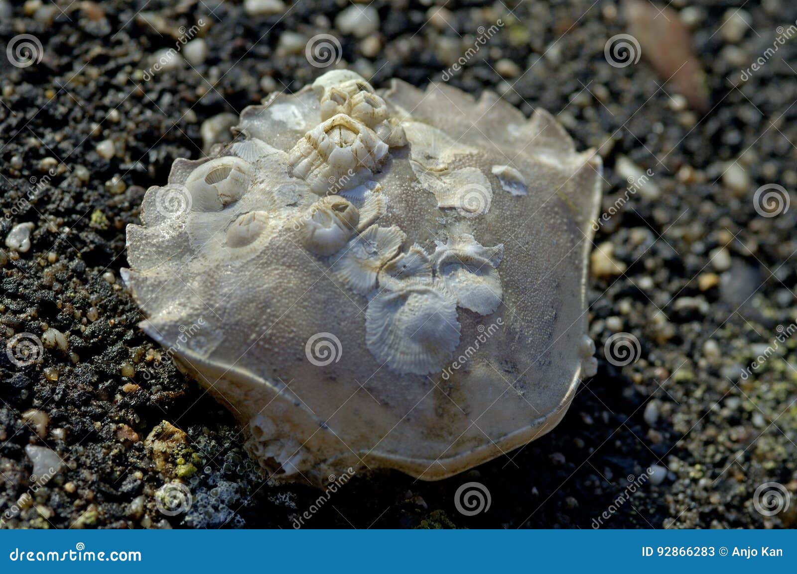 Empty crab shell stock image. Image of armor, crab, shell - 92866283