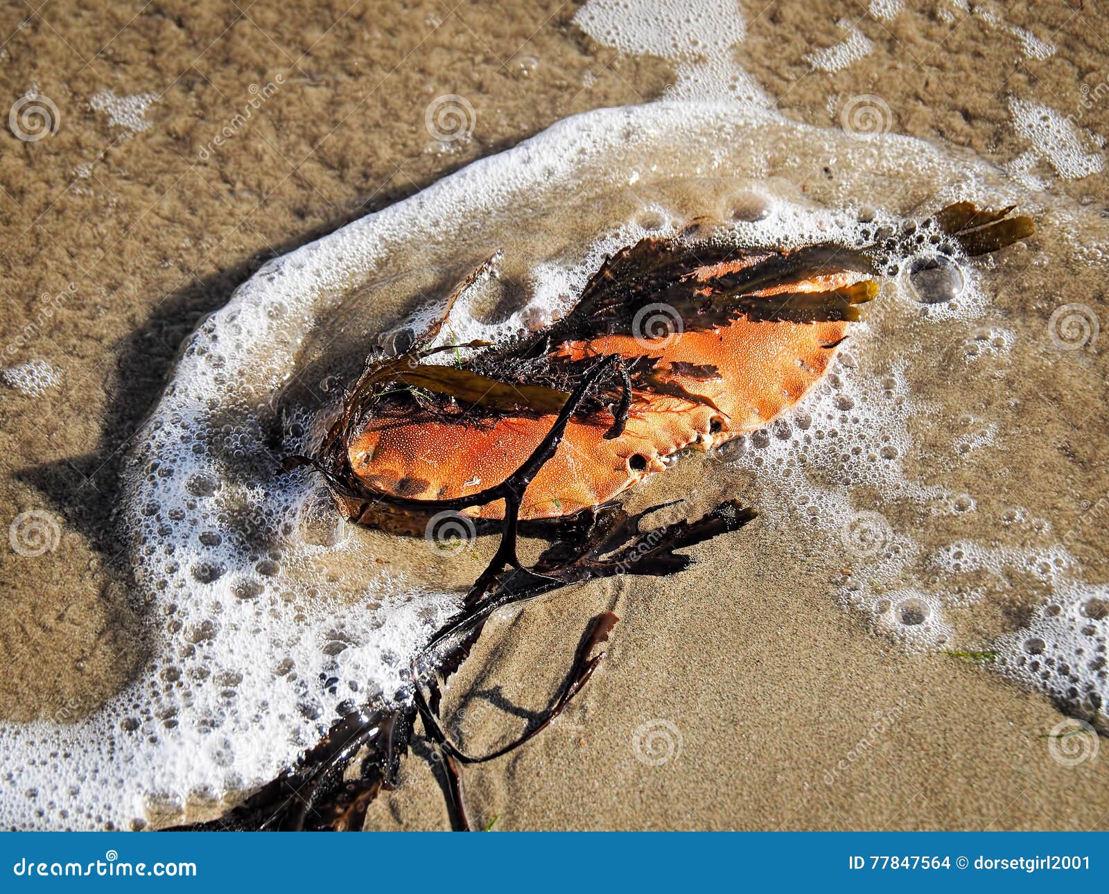 Empty Crab Shell in Surf stock photo. Image of foam, peek - 77847564
