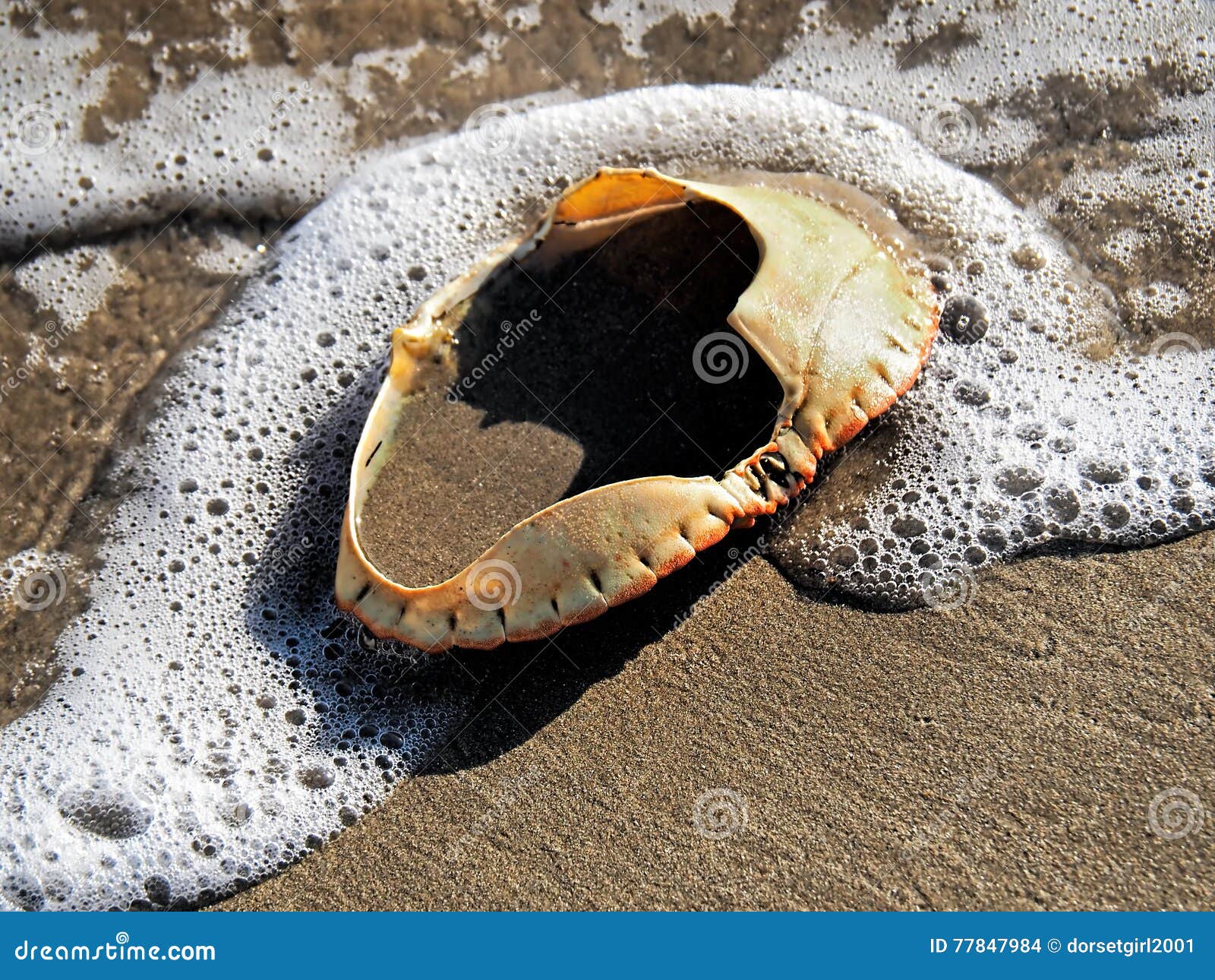 Empty Crab Shell in Surf stock photo. Image of surf, shell - 77847984