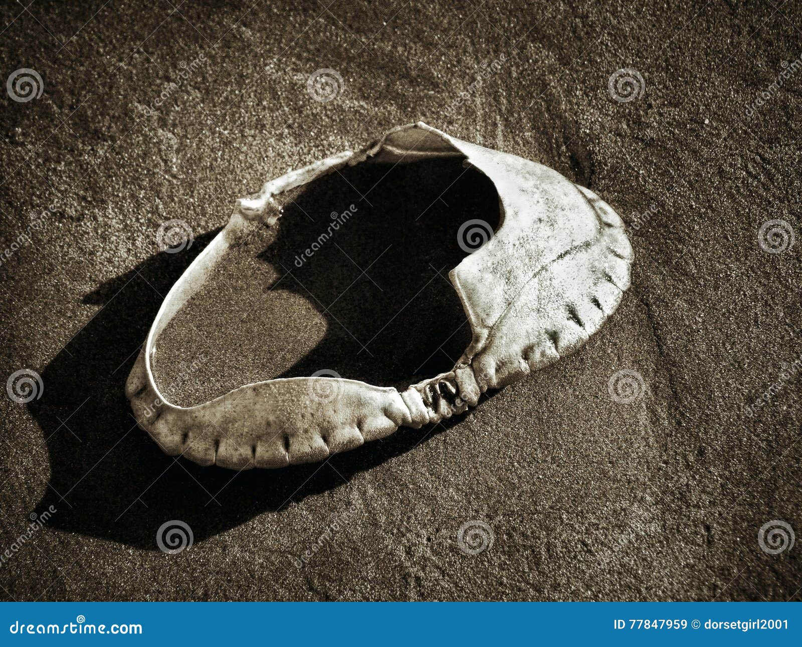 Empty Crab Shell - Toned stock image. Image of marine - 77847959