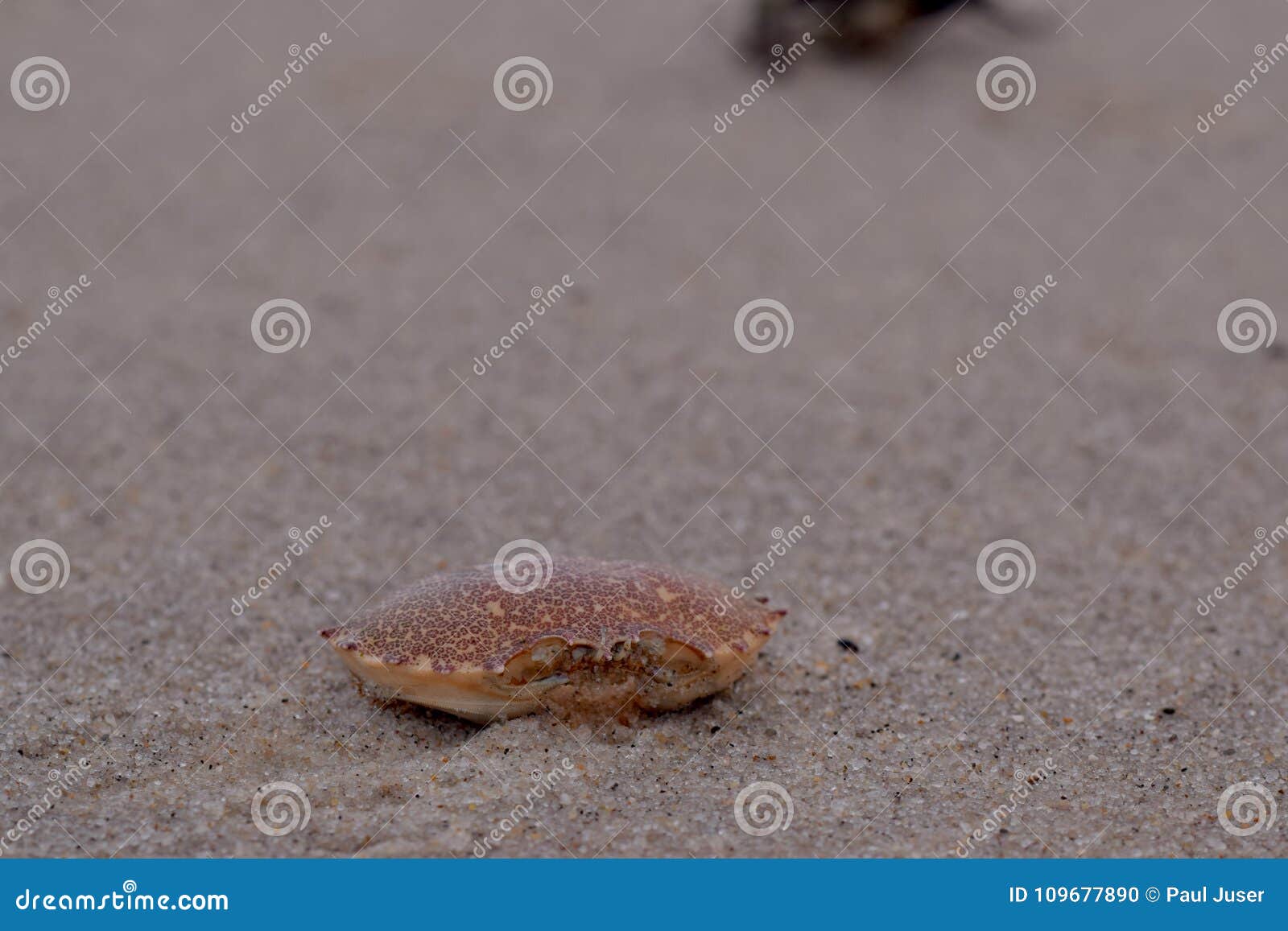 Empty Crab Shell on Wet Sand Stock Photo - Image of beach, collection ...