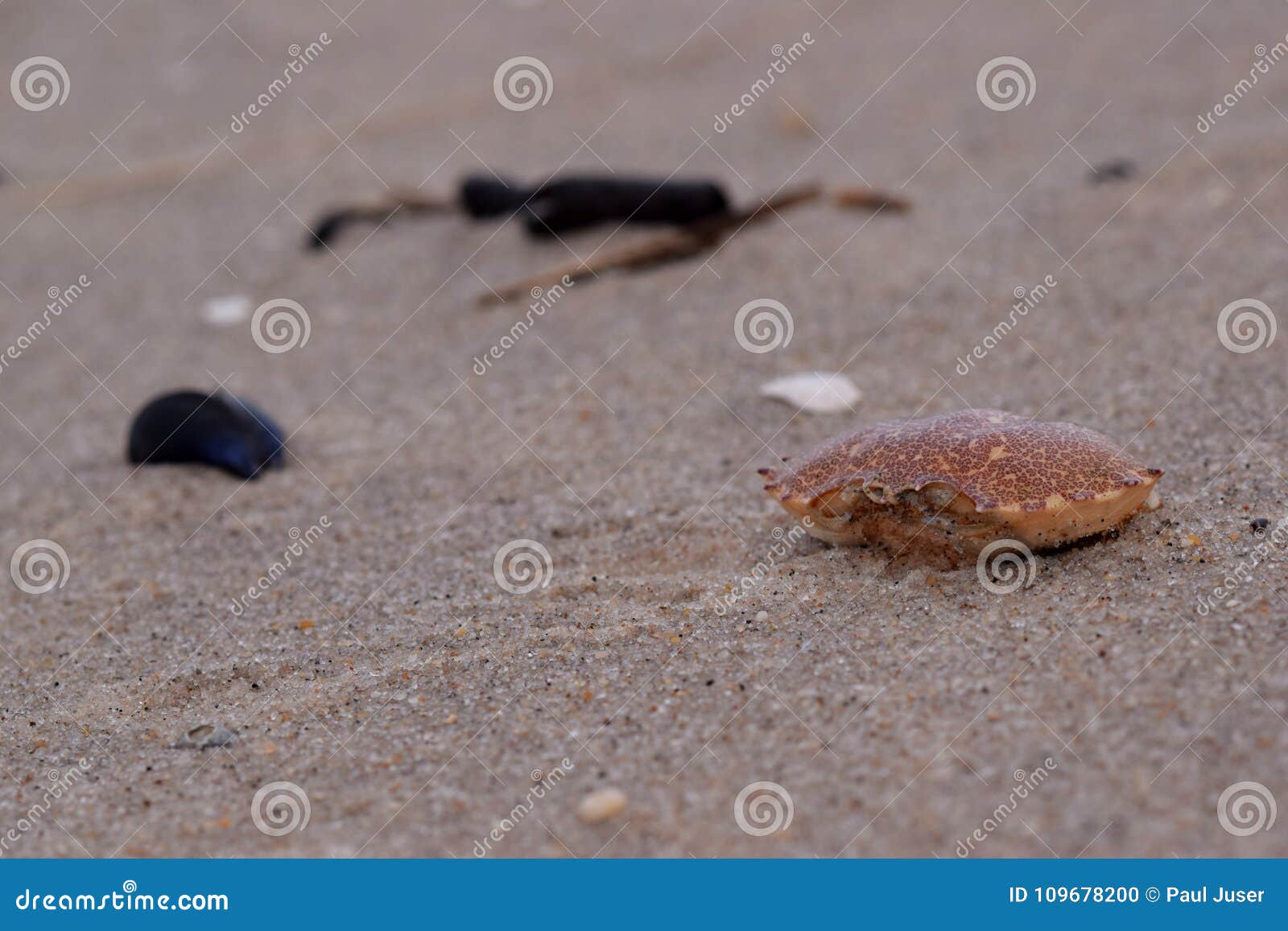 Empty Crab Shell on Wet Sand Stock Photo - Image of empty, sand: 109678200