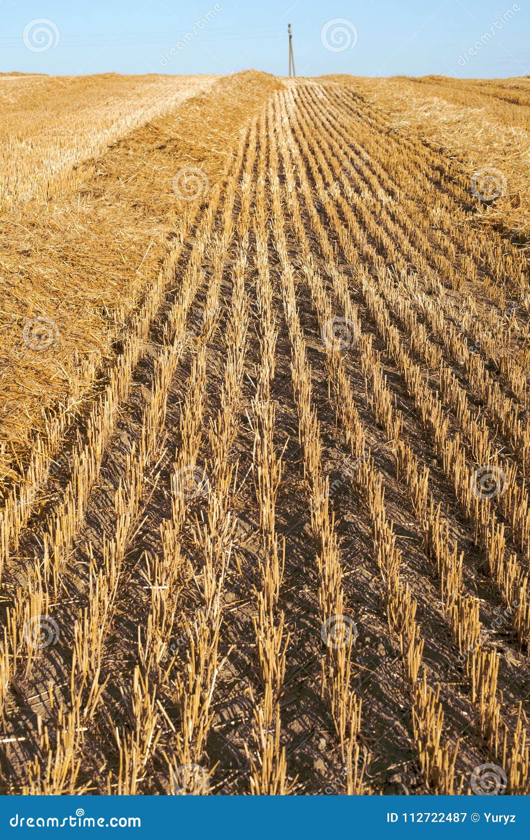 Empty cropped field stock image. Image of yellow, landscape - 112722487