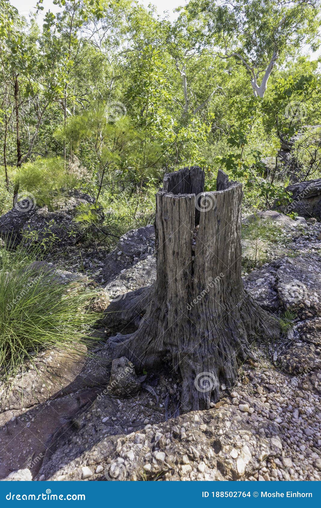 A Dead Tree Trunk in the Australian Rainforest Stock Photo - Image of ...