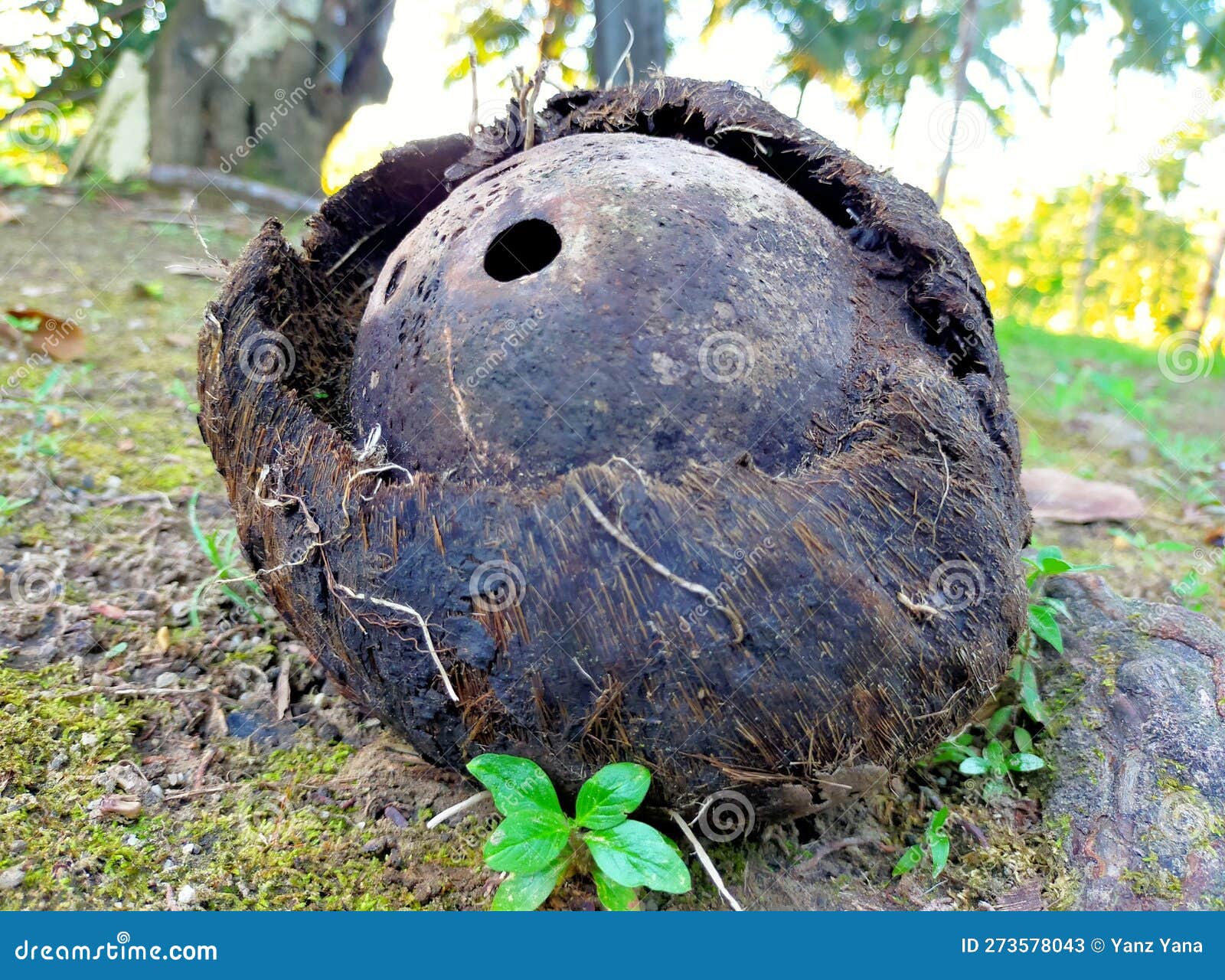 Empty and Damaged Coconut Shell with Rotting Coir Stock Image - Image ...