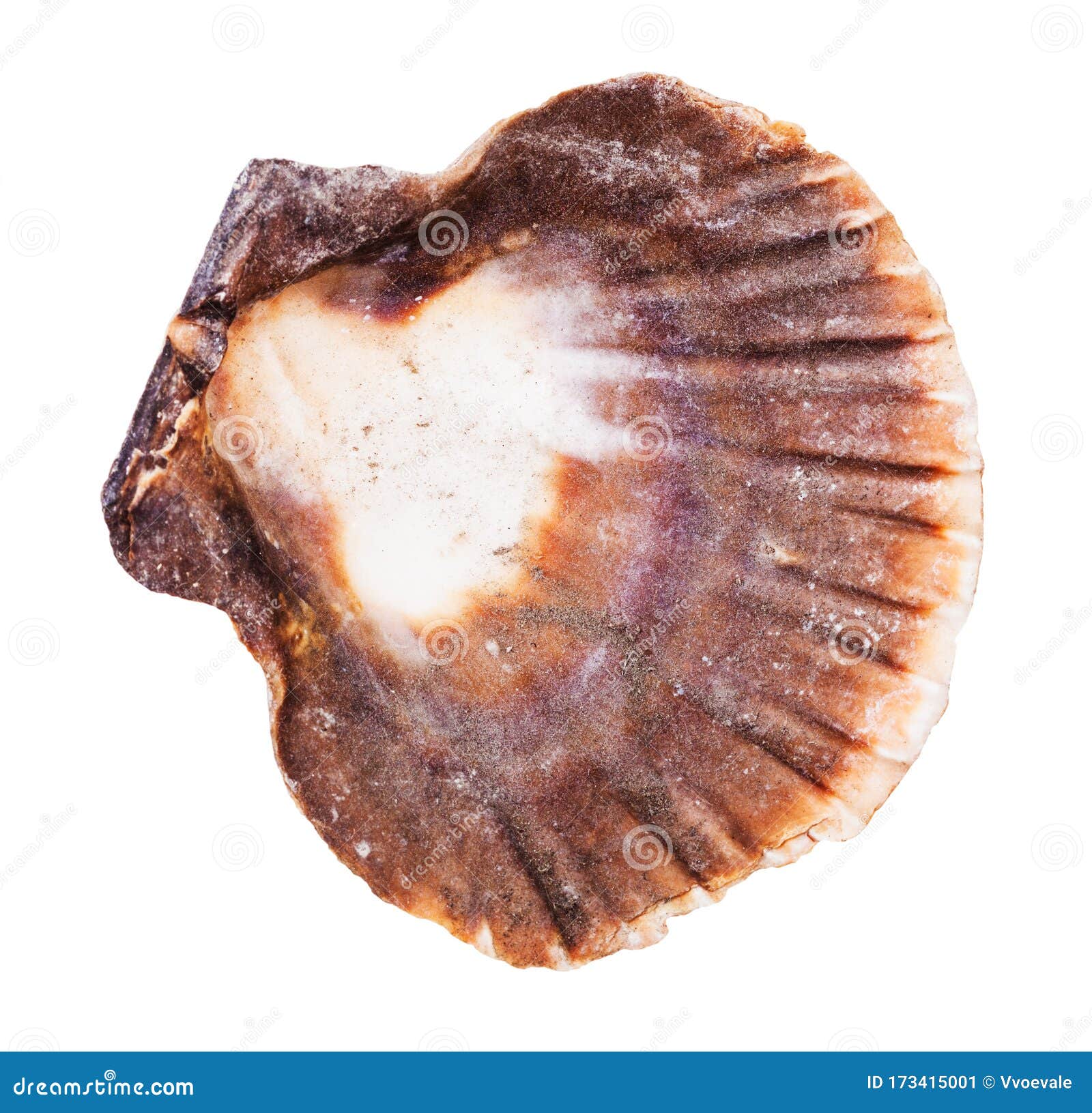 Empty Dark Brown Shell of Scallop Isolated Stock Image - Image of ...