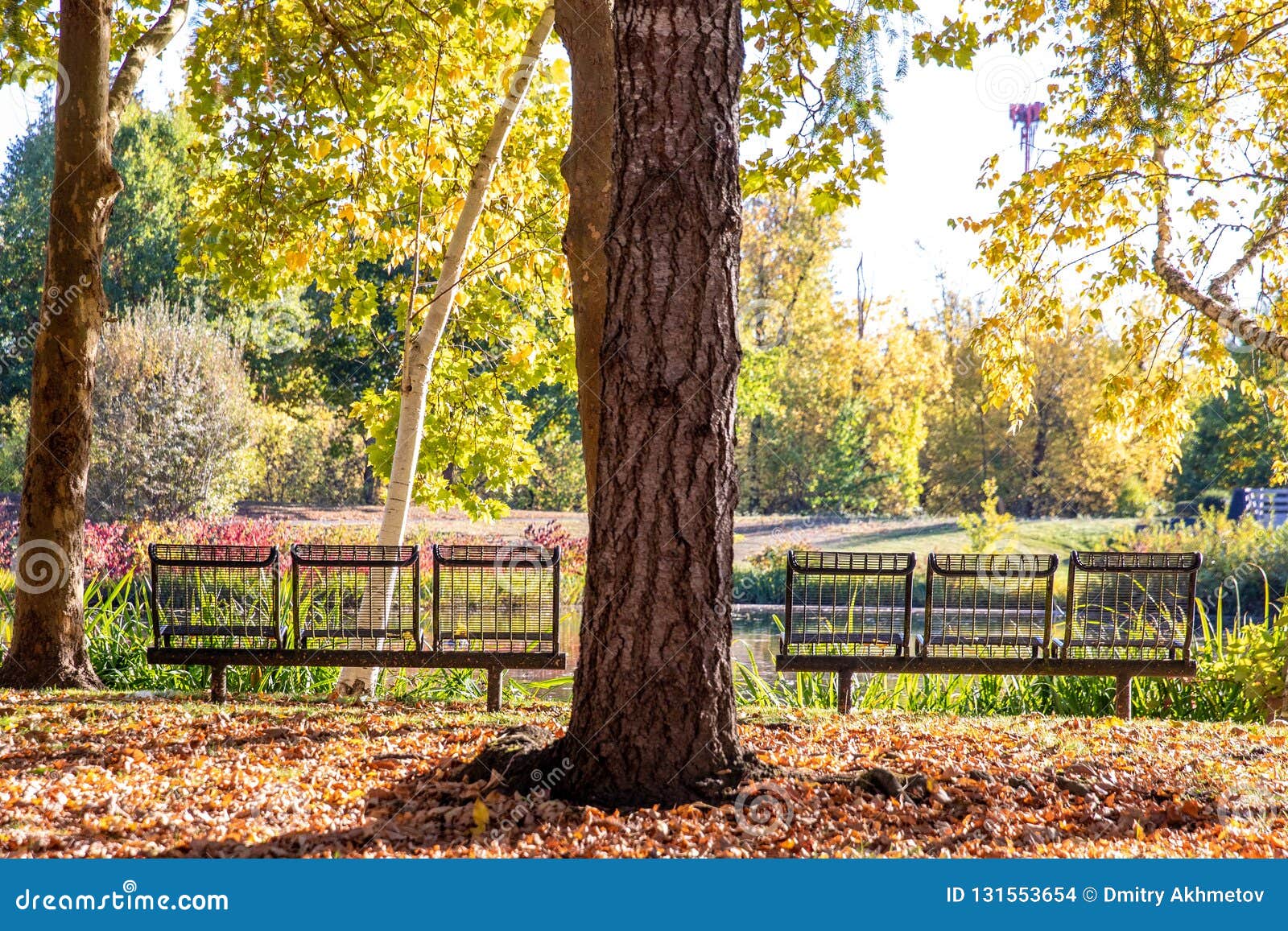 View from a Back at Empty Dark Metal Benches on a Side of a Park Pond ...