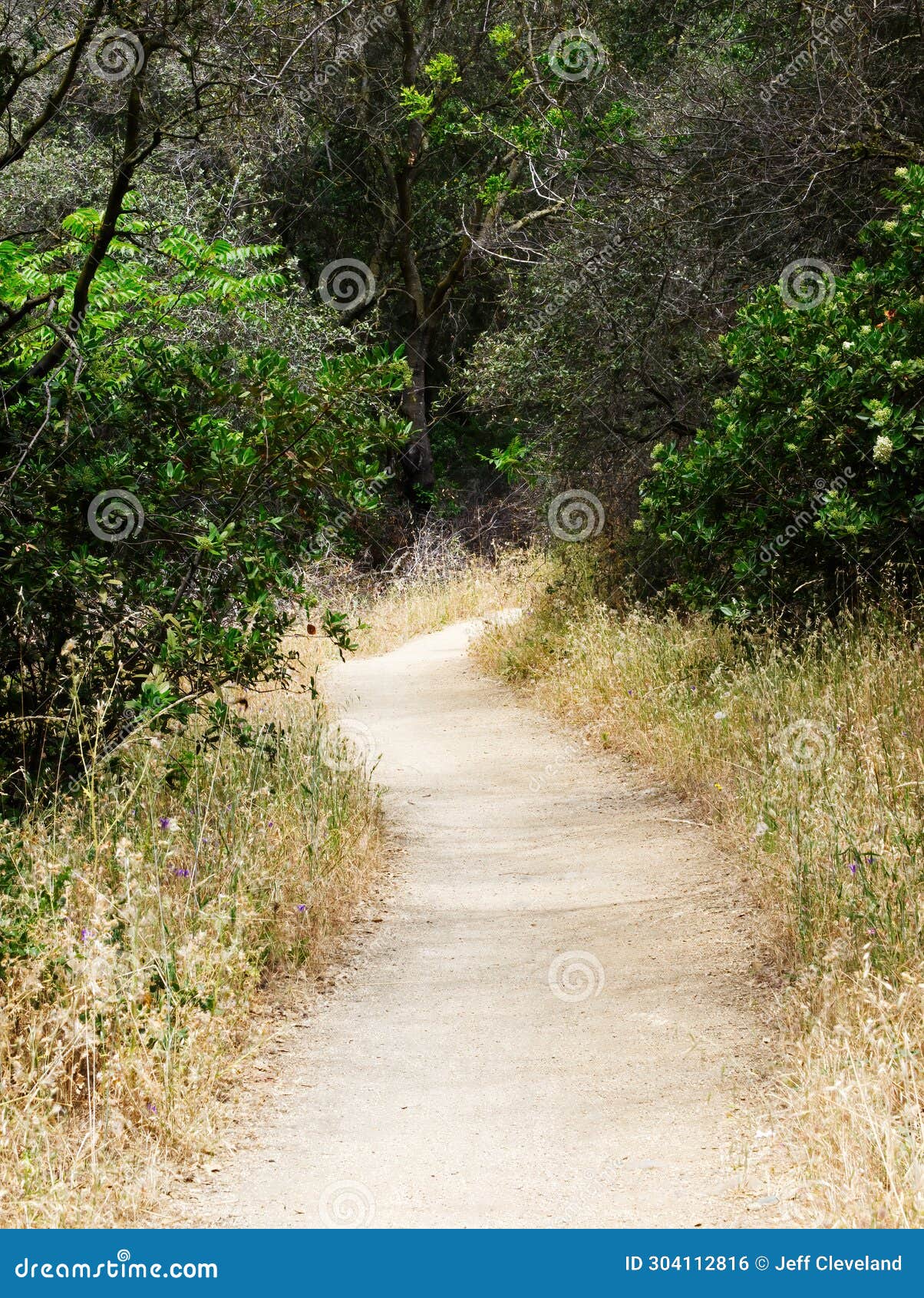 Empty Dirt Footpath with Grass and Trees Stock Photo - Image of ...