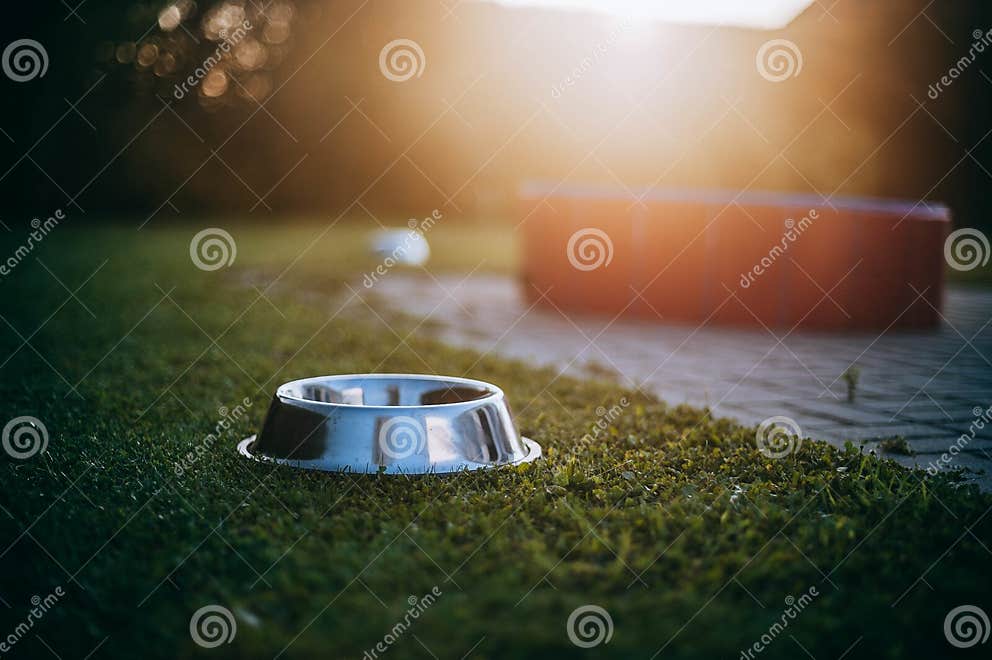Empty Dog Bowl on Green Grass at Sunlight Stock Image - Image of bowl ...