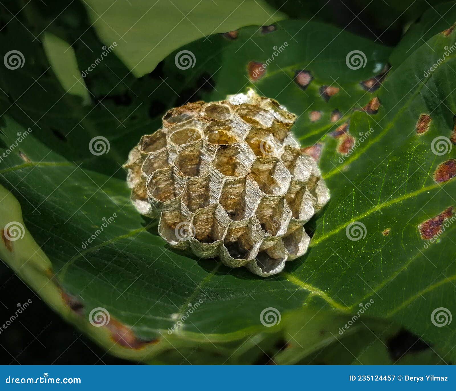 Empty donkey bee hive stock image. Image of spring, animal - 235124457