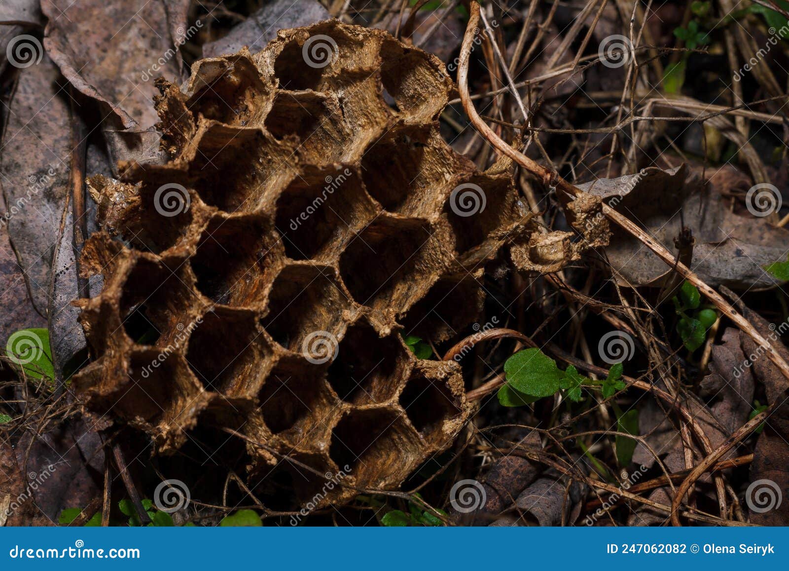 Empty Dry Broken Abandoned Wasps Nest, Bee Hive with Hexagon Pattern ...