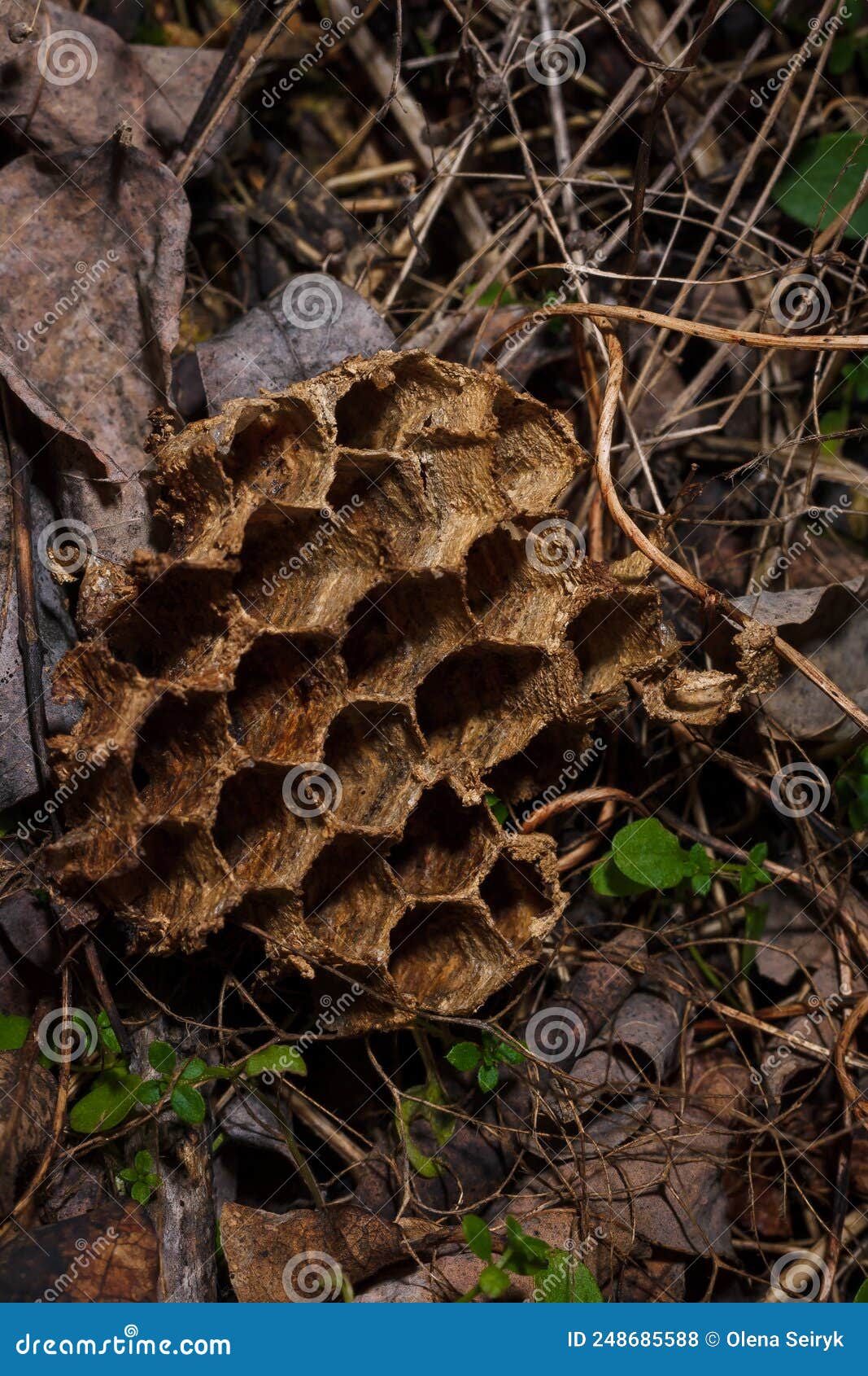 Empty Dry Broken Abandoned Wasps Nest, Bee Hive with Hexagon Pattern ...