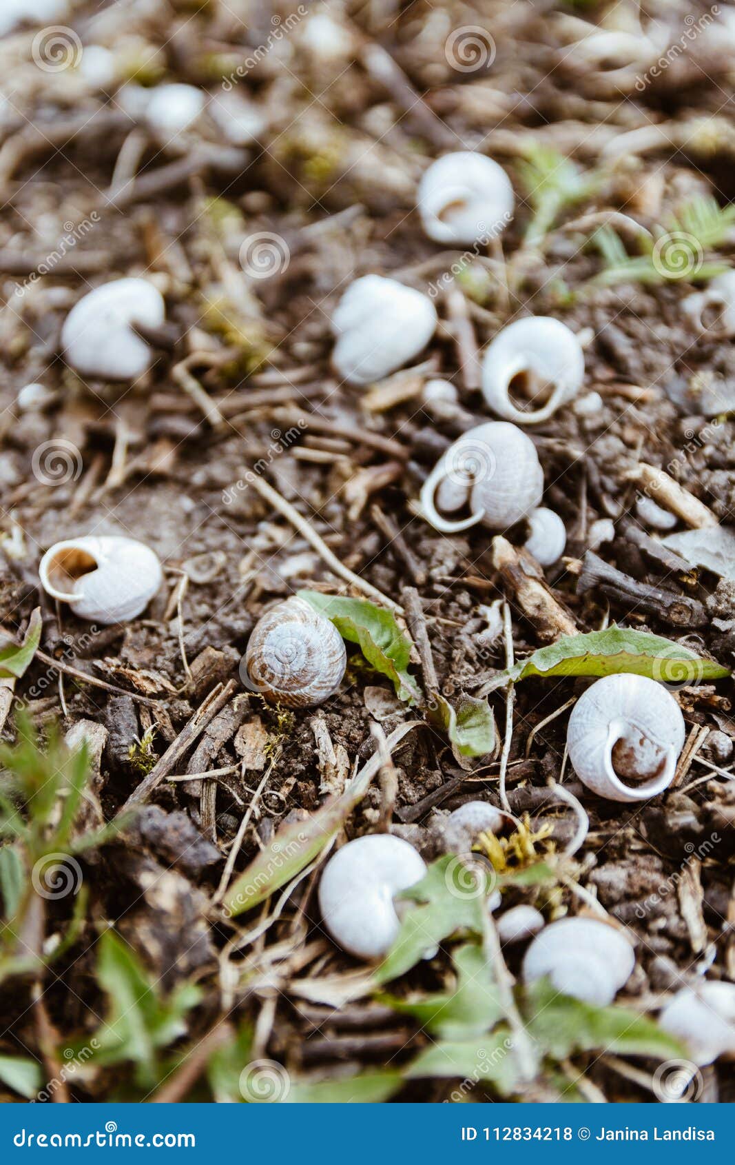 Empty and Dry Snail Shells on Ground. Stock Photo - Image of dead ...