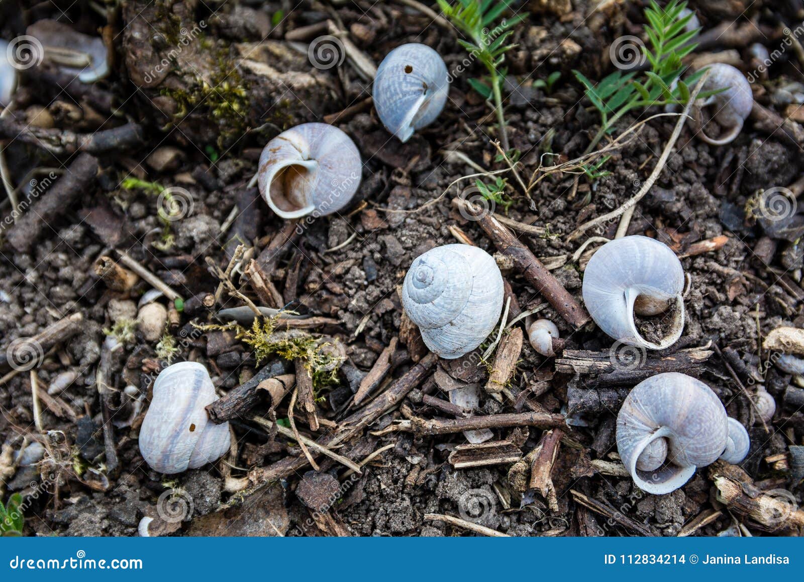 Empty and Dry Snail Shells on Ground. Stock Photo - Image of outdoors ...