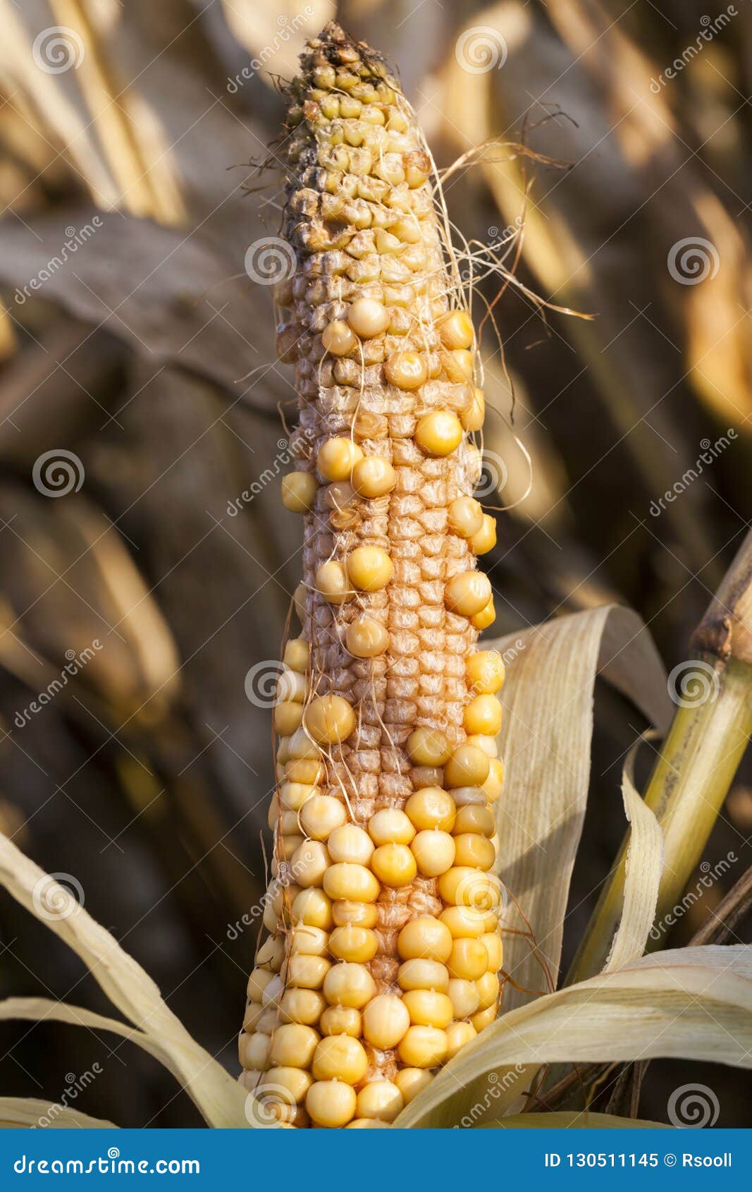 Empty ear corn stock image. Image of agriculture, concept - 130511145
