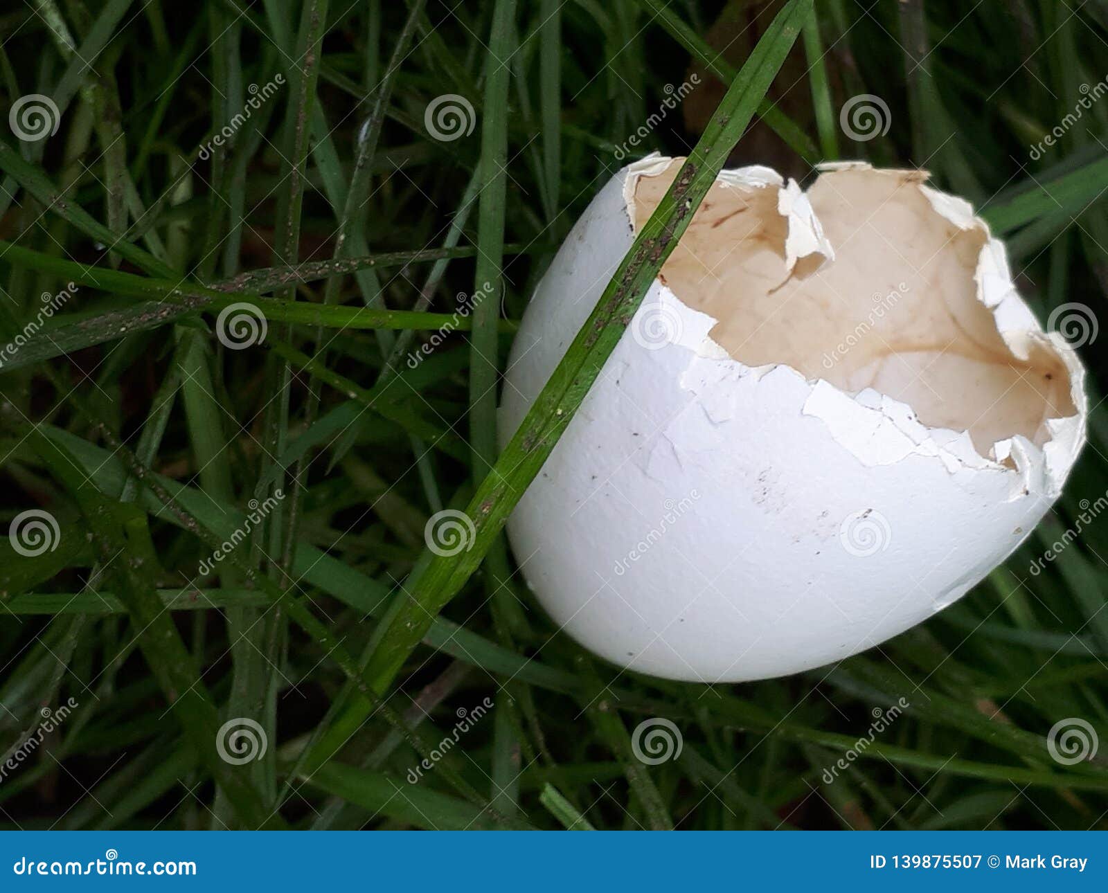 Empty Egg stock image. Image of empty, grass, hatched - 139875507