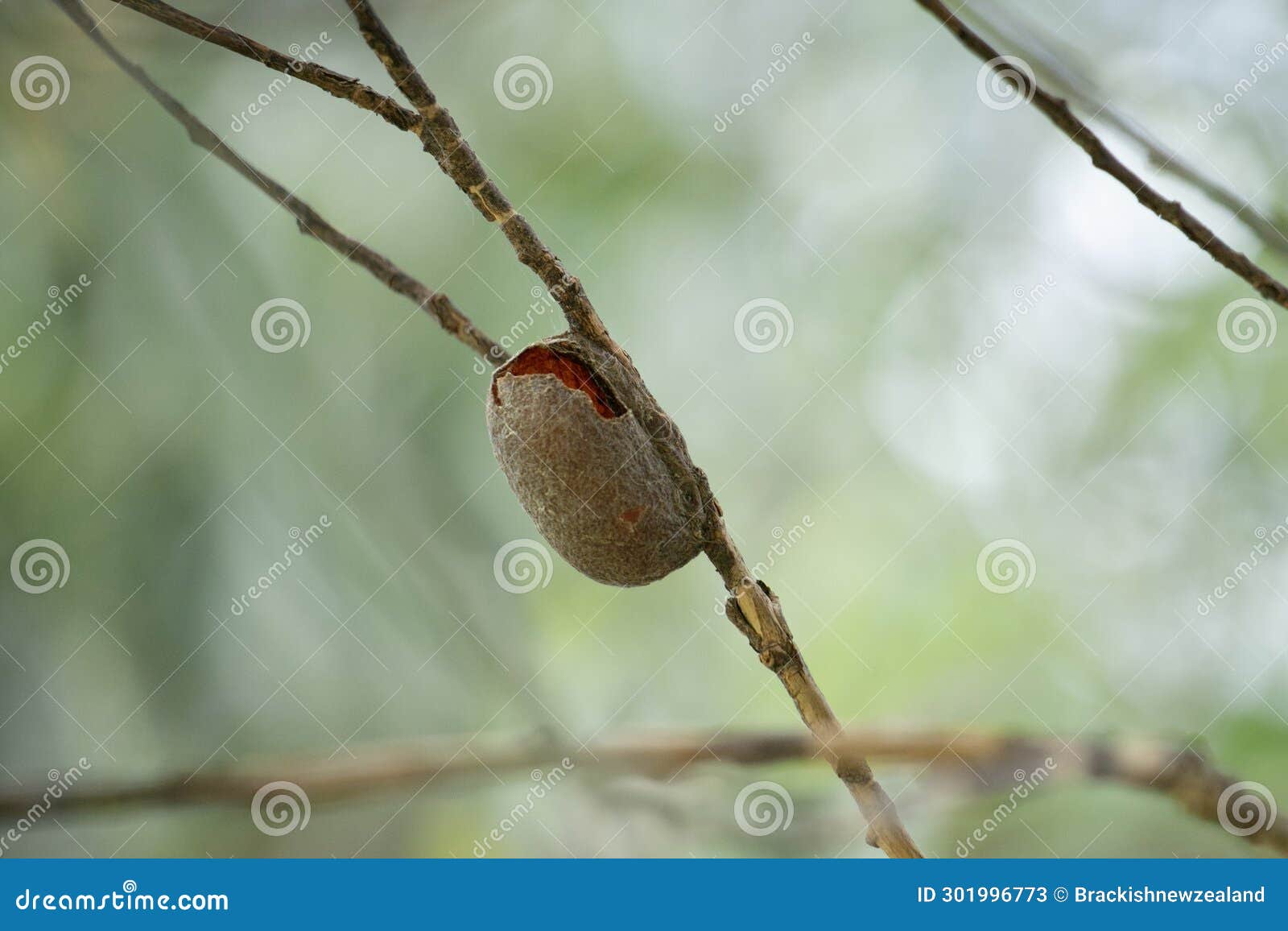 Cocoon And The Empty Chrysalis Of Butterfly Stock Photography ...
