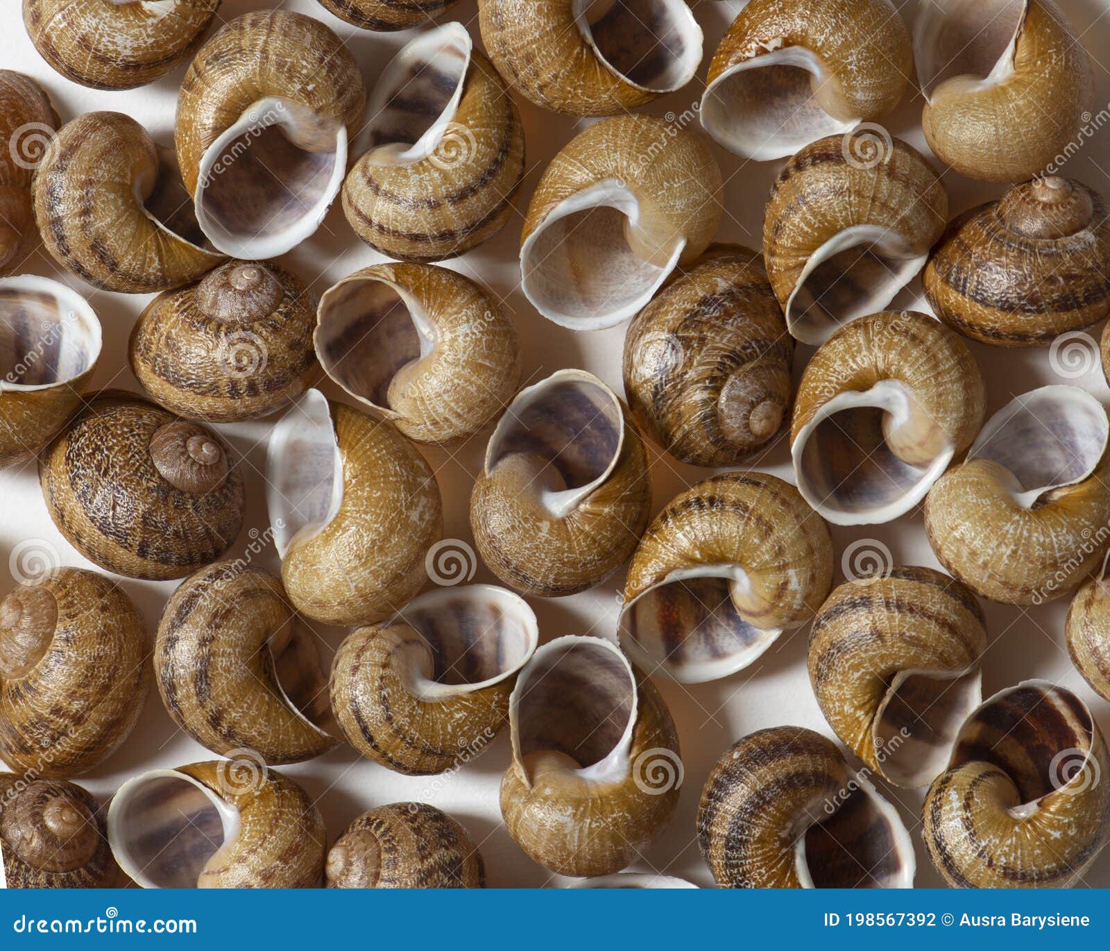 Empty Escargot Snails Shells on White Background Stock Photo - Image of ...