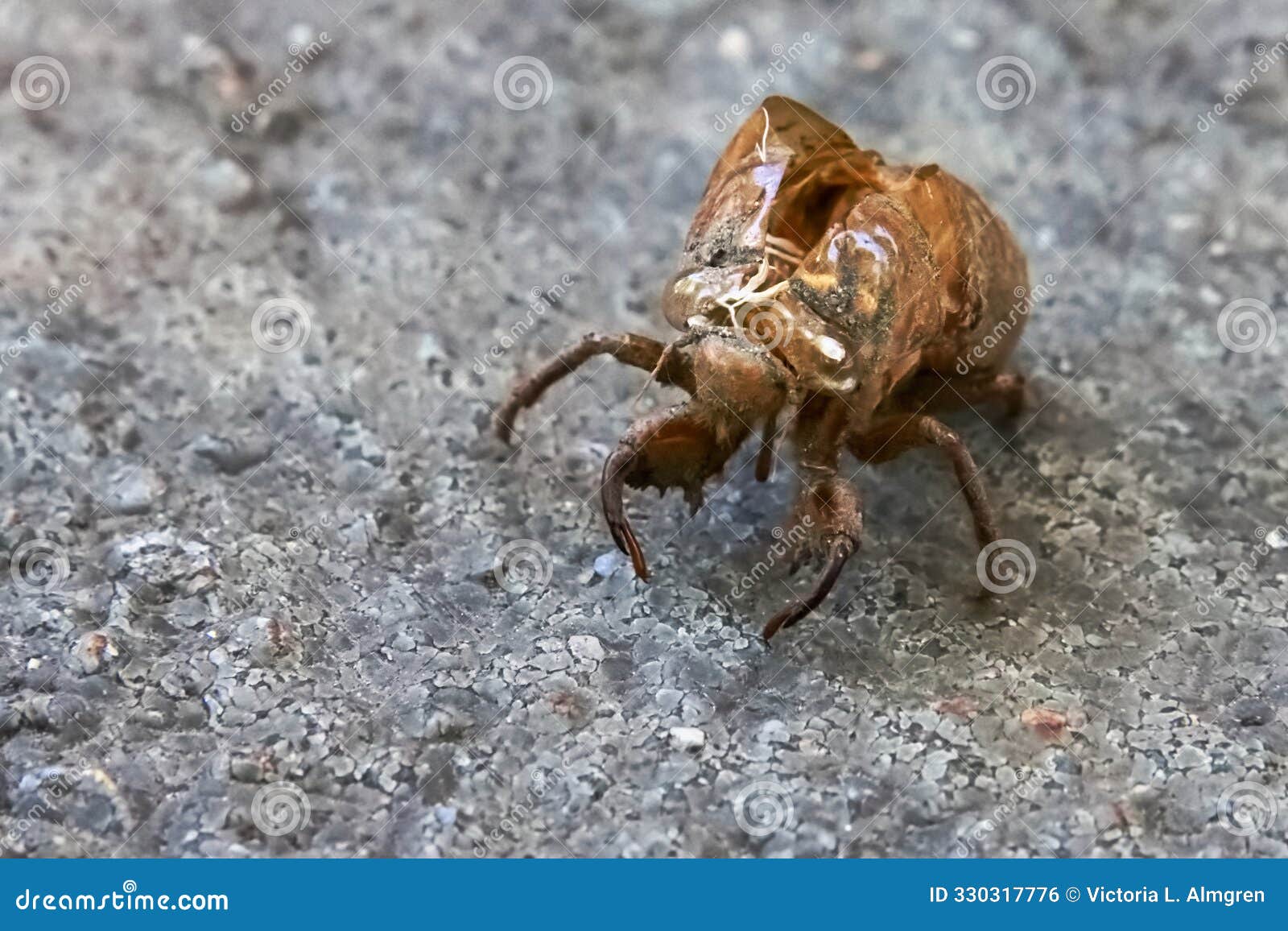 Exoskeleton of a Cicada on Concrete Surface Stock Photo - Image of ...