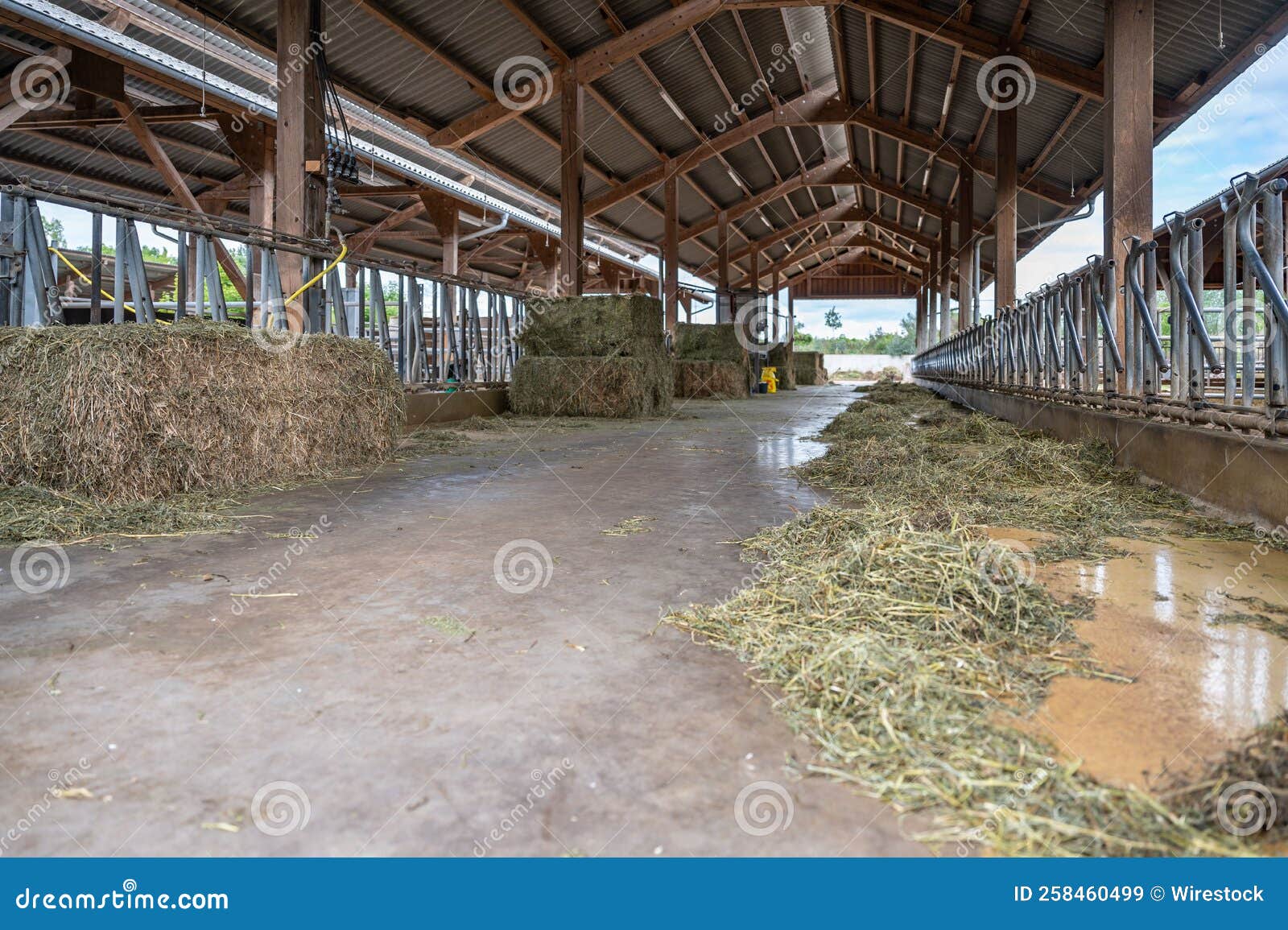Empty Farm with Boxes for Cows Stock Image - Image of animal ...