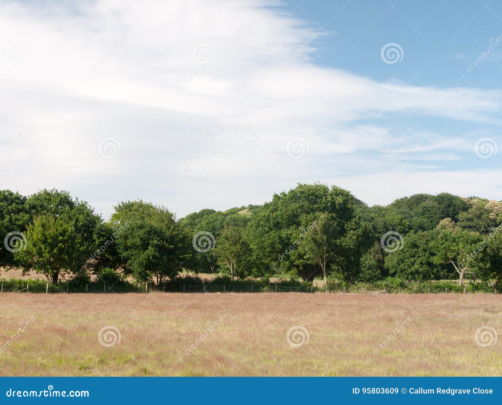 An Empty Farm Field with Trees and Clouds on a Sunny Day Stock Image ...
