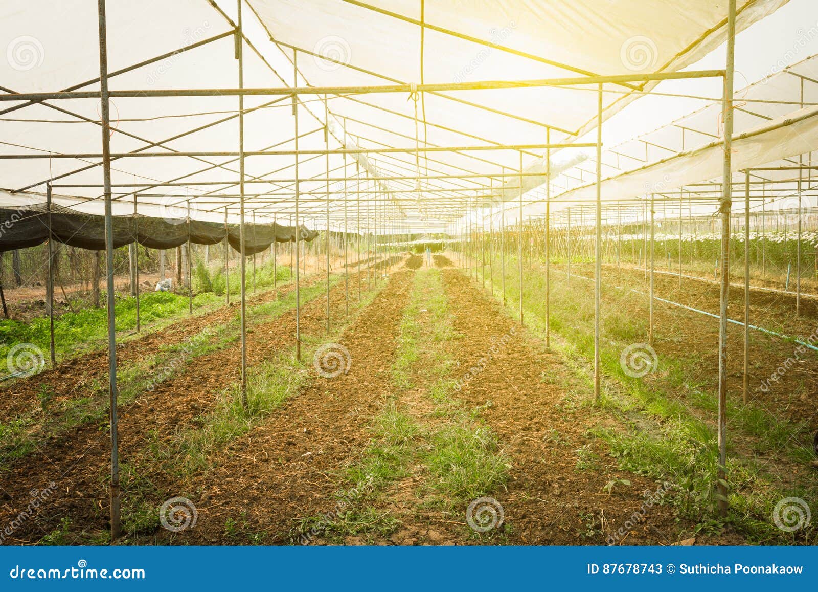 Empty Farm stock image. Image of agriculture, barn, branch - 87678743