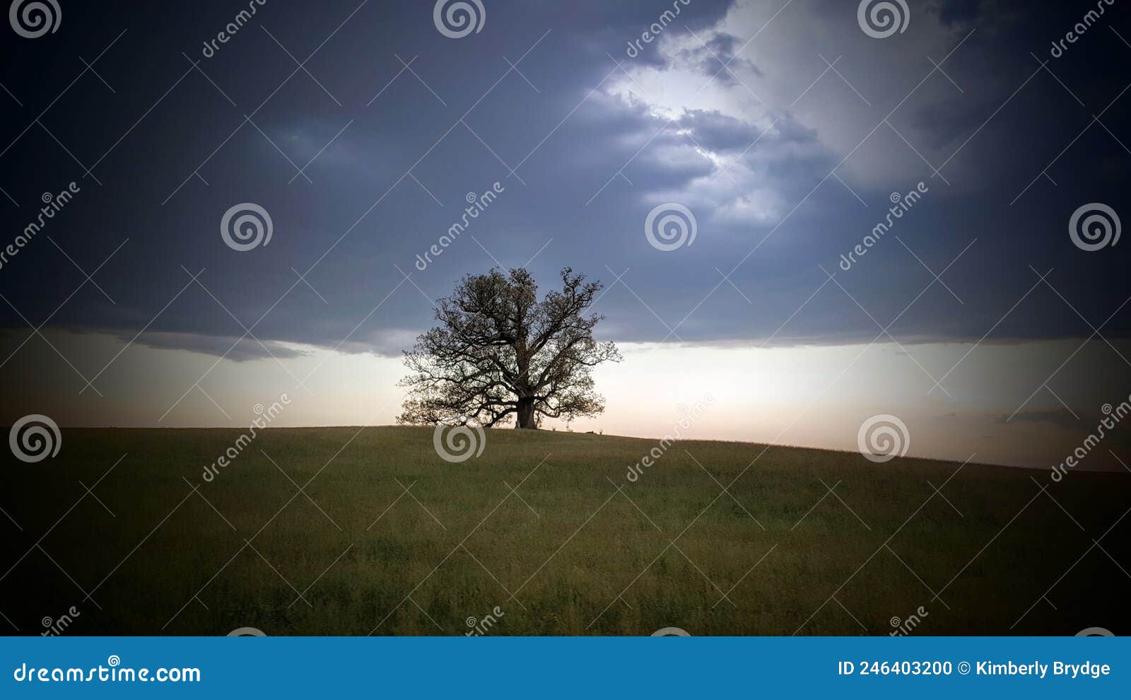 Empty Field with a Oak Tree Standing Tall Stock Photo - Image of ...