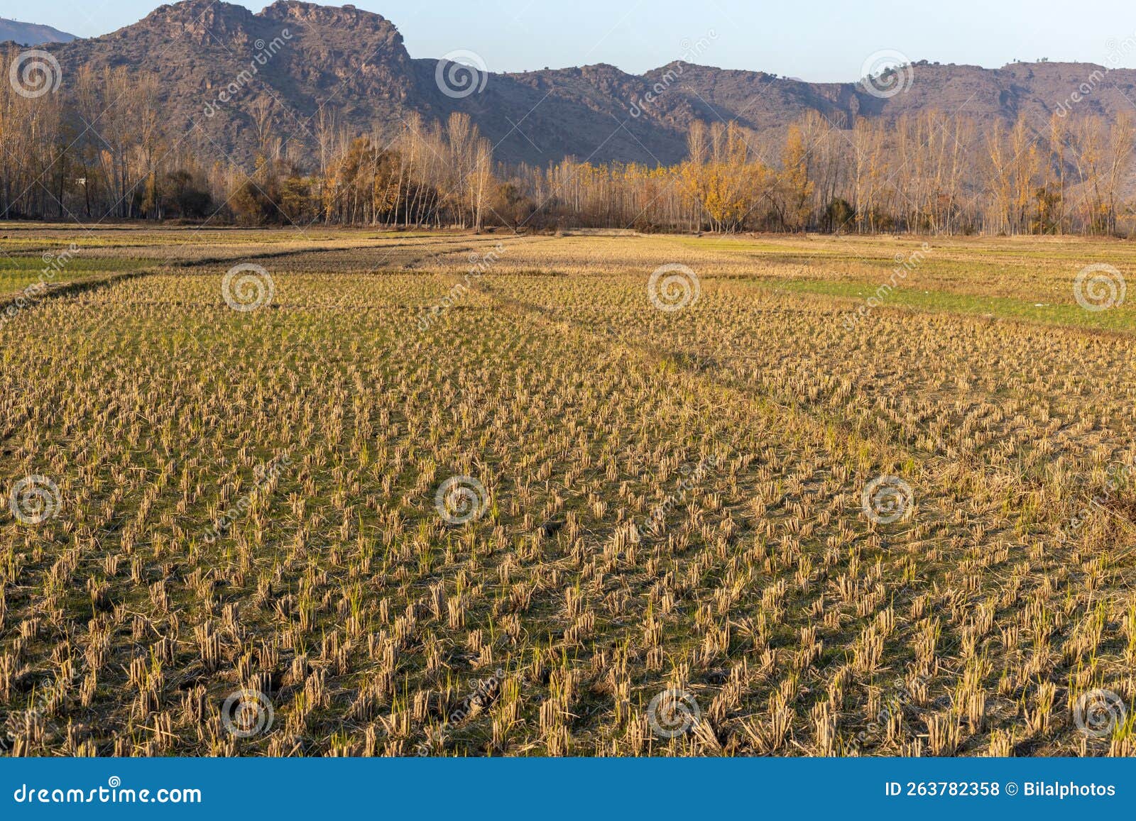 Empty Field after Rice Crop Harvest in Autumn Stock Photo - Image of ...