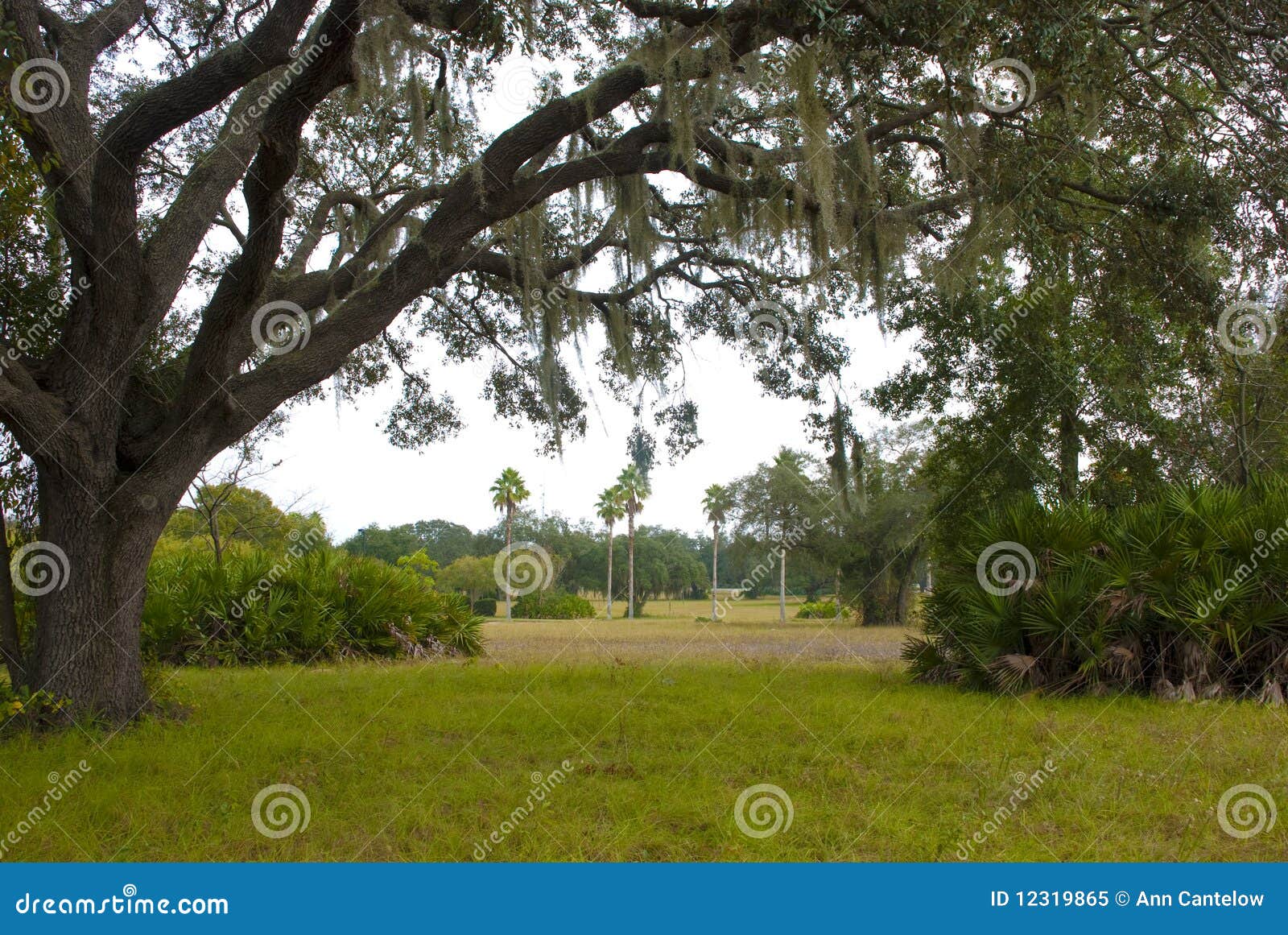 Empty Field with Trees, Moss and Palms Stock Image - Image of hanging ...