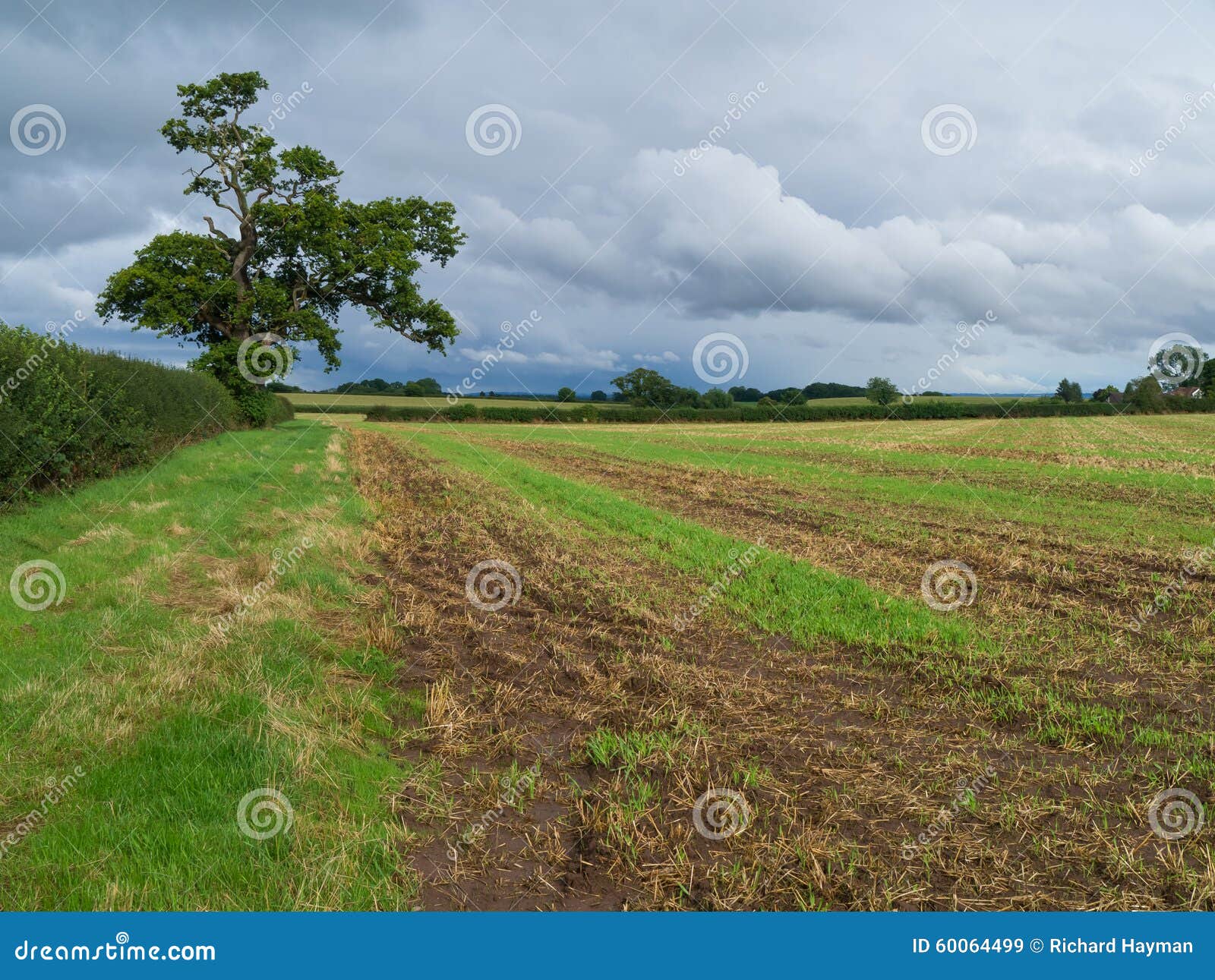 Empty field stock image. Image of field, copyspace, tree - 60064499